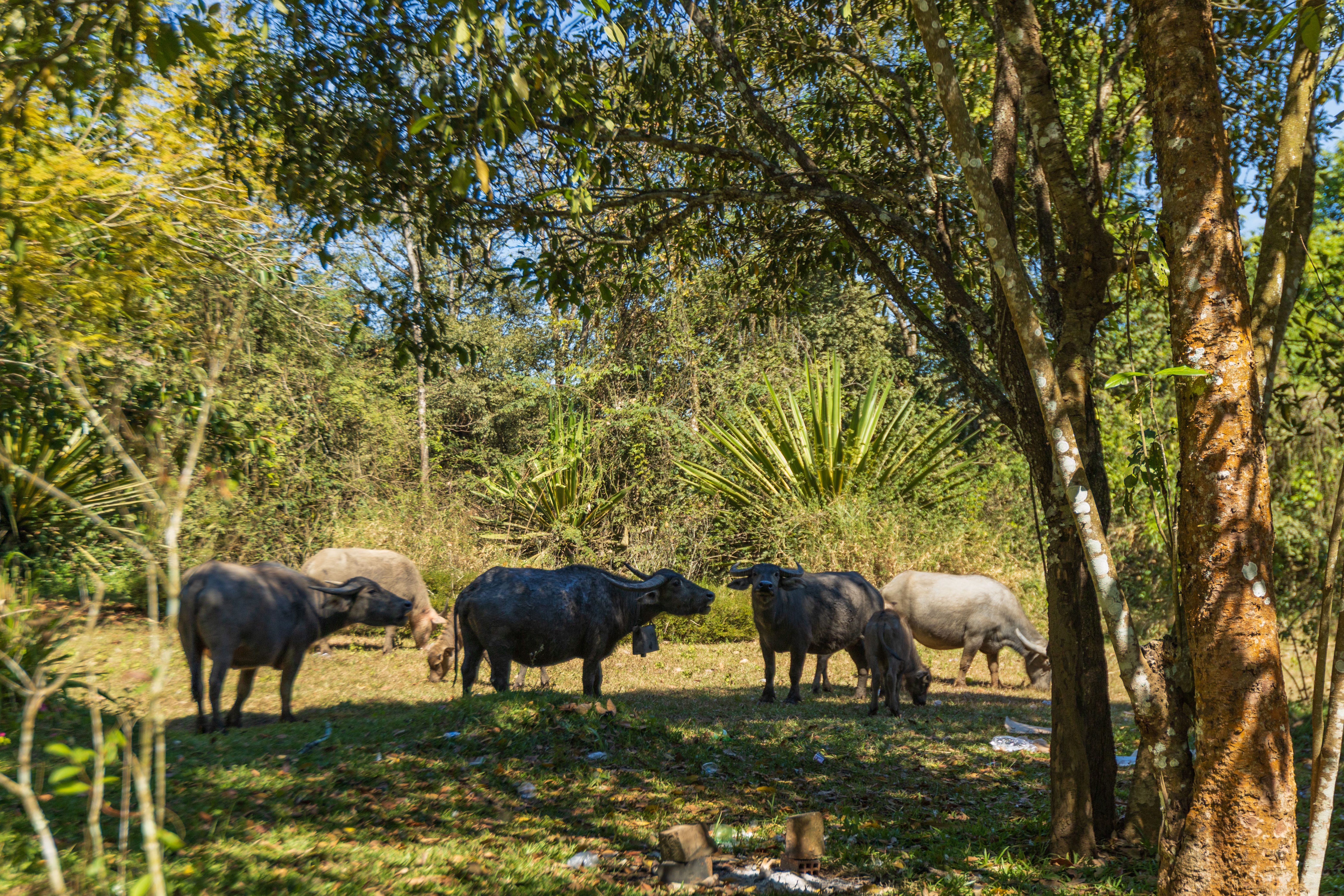 Photo of Carabaos near Trees · Free Stock Photo