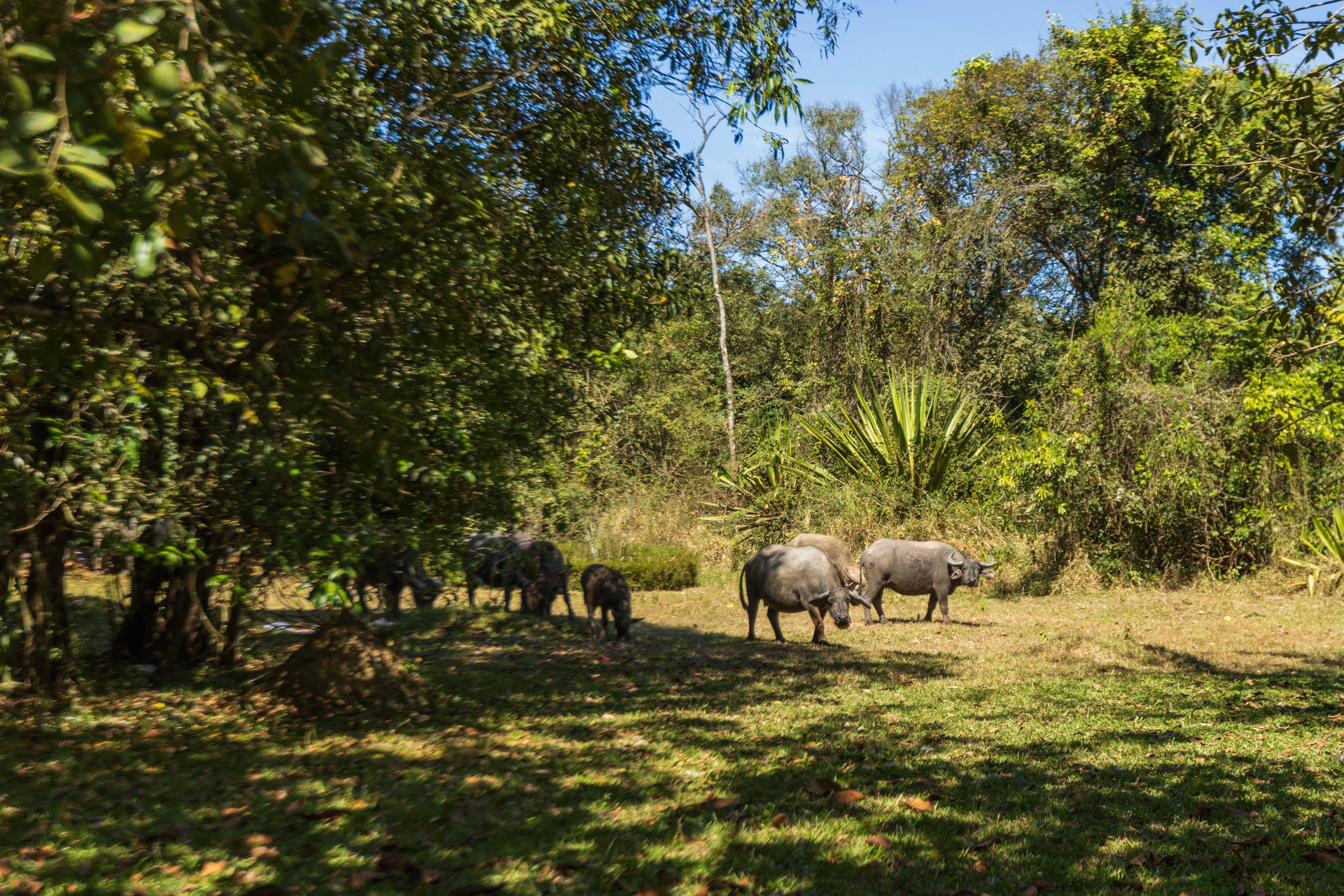 Photo of Carabaos near Trees · Free Stock Photo