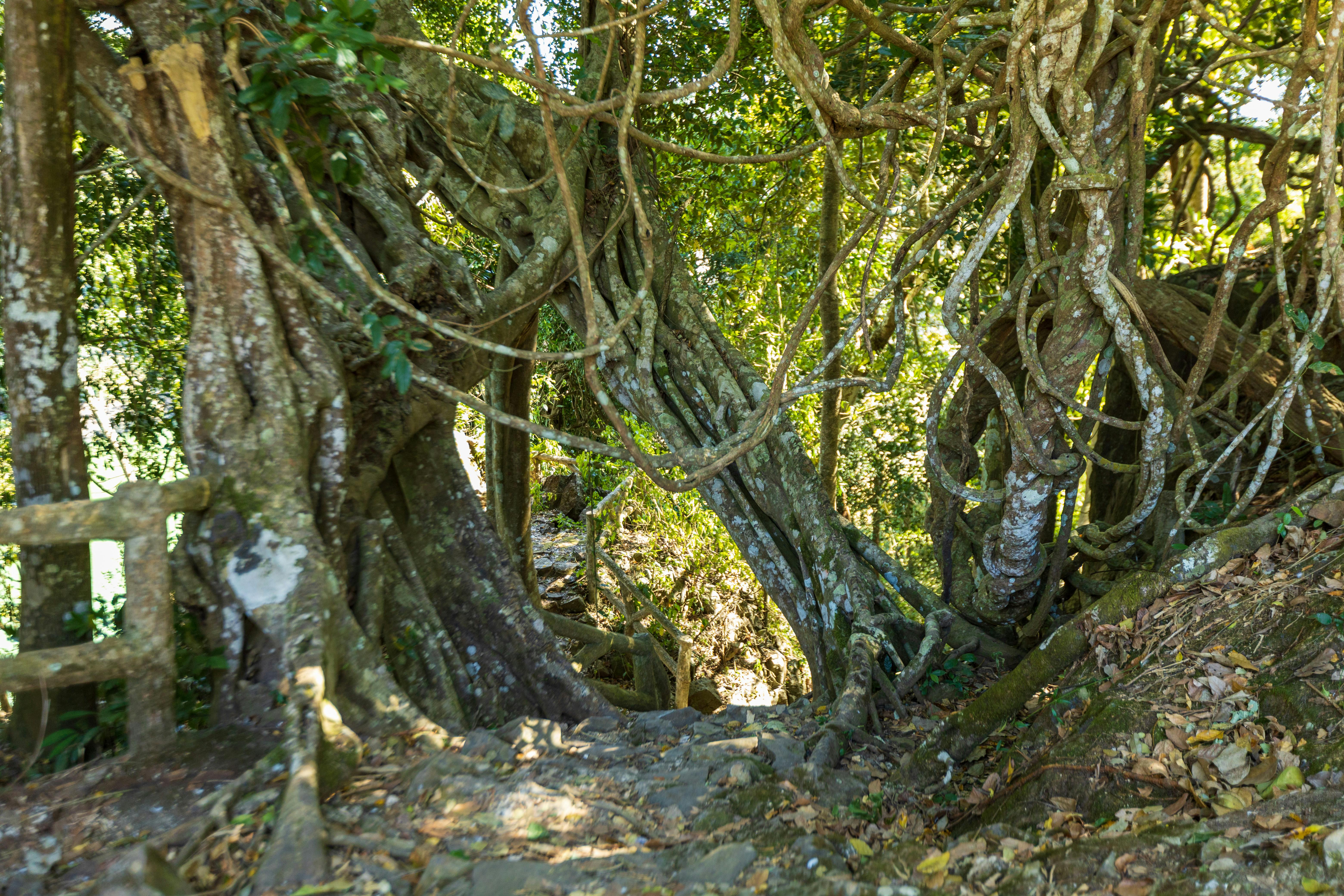 Tangled Tree Roots in the Forest · Free Stock Photo