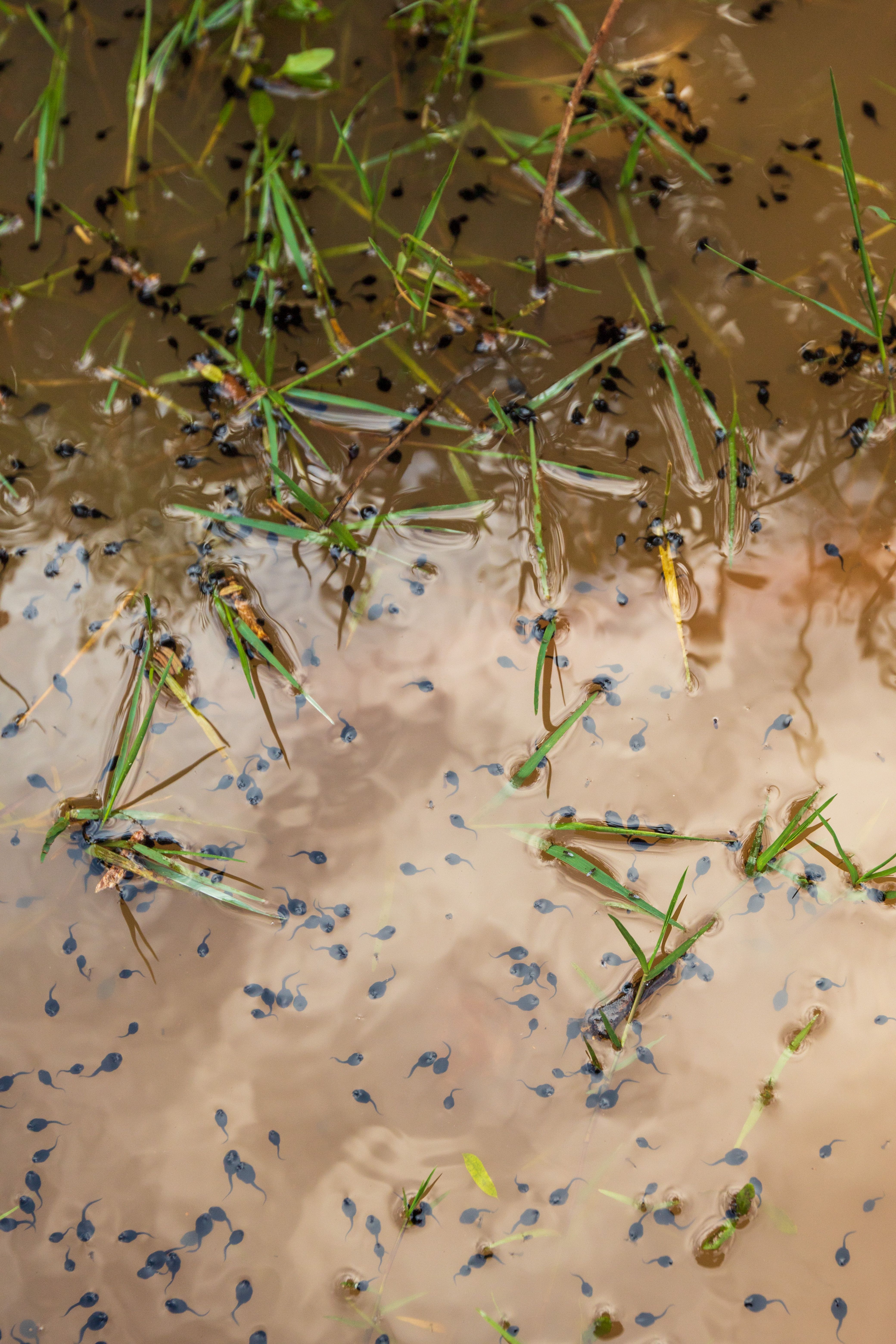 Watering Process of Thin Green Sprout · Free Stock Photo