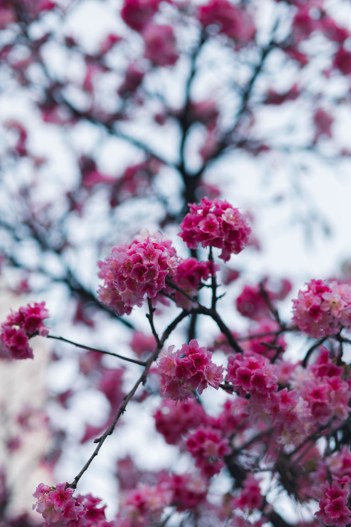 Cherry Blo Photos, Download The BEST Free Cherry Blo Stock Photos & HD ...