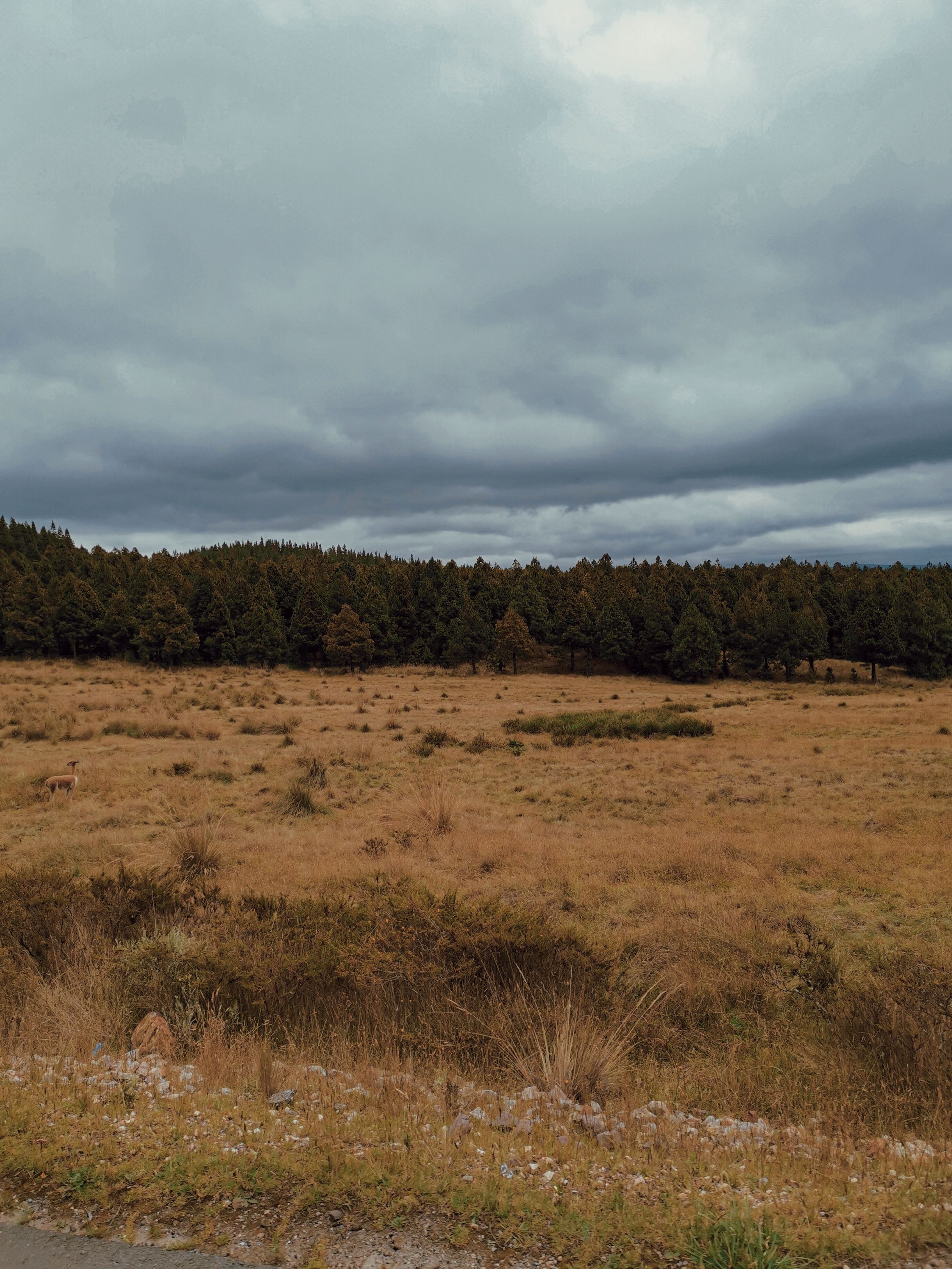 Grassland and Forest under Clouds · Free Stock Photo