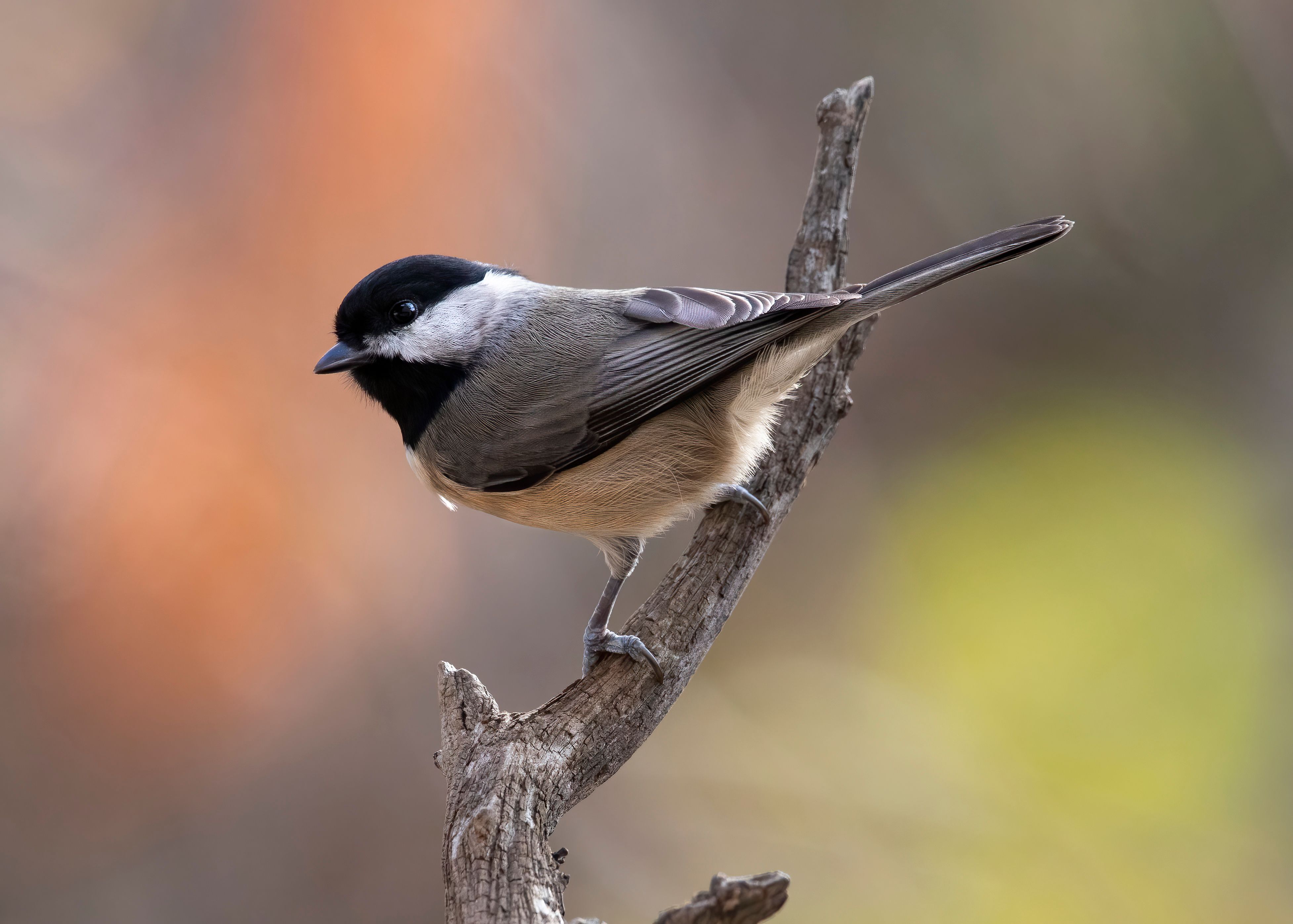 Close up of Black-capped Chickadee · Free Stock Photo