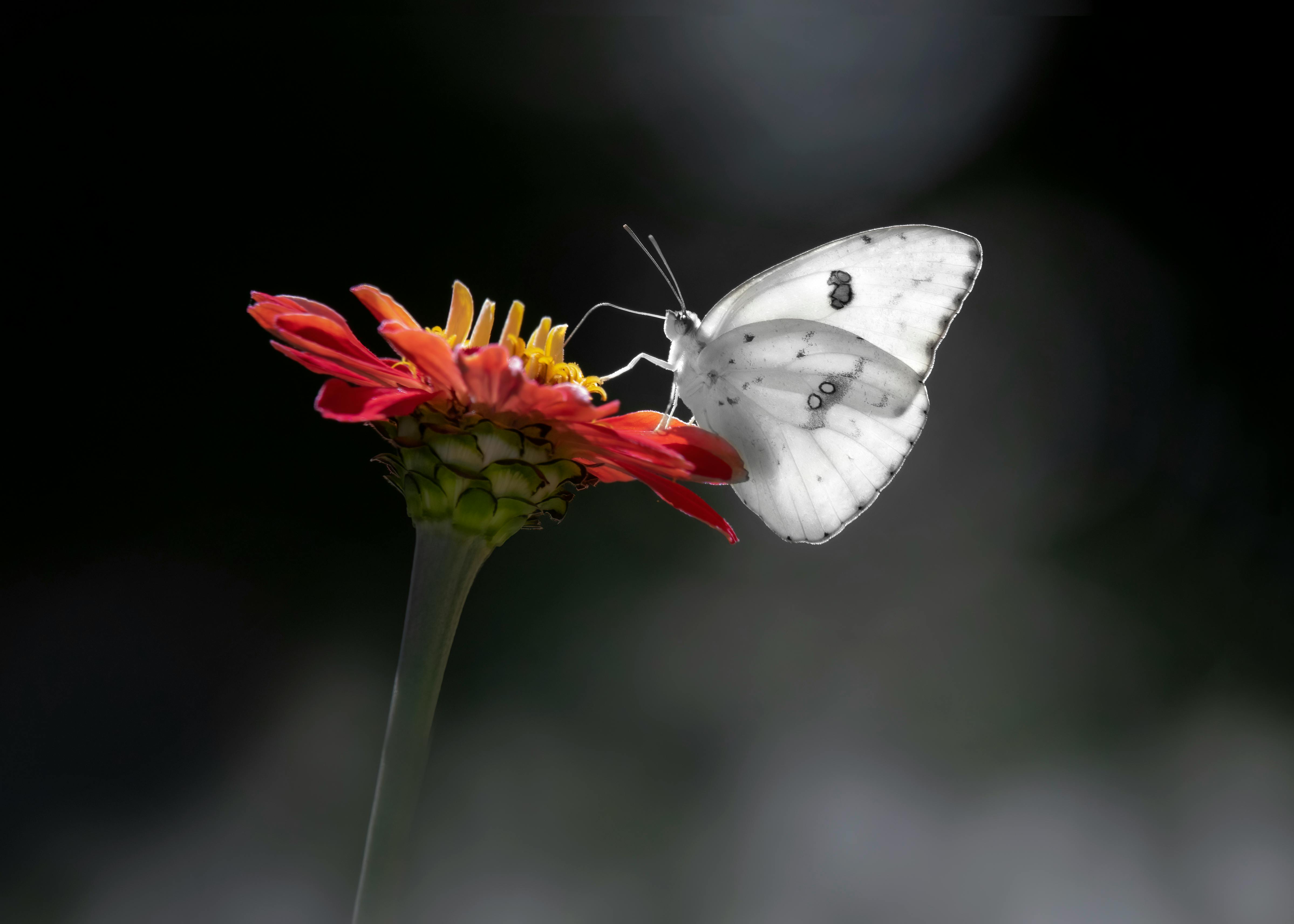 Black And White Insects Photos, Download The BEST Free Black And White ...