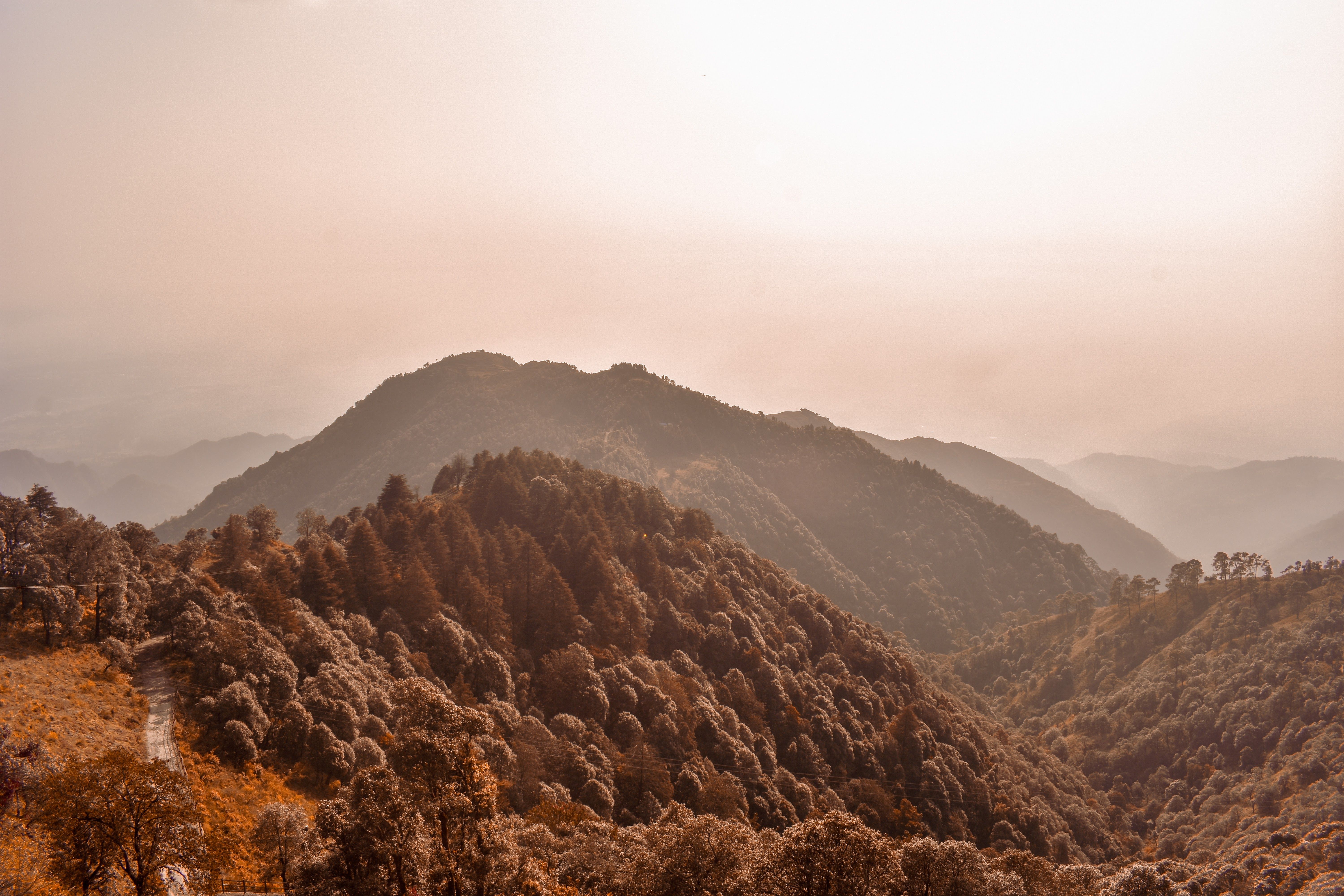 Sunlight over Forest on Hills · Free Stock Photo