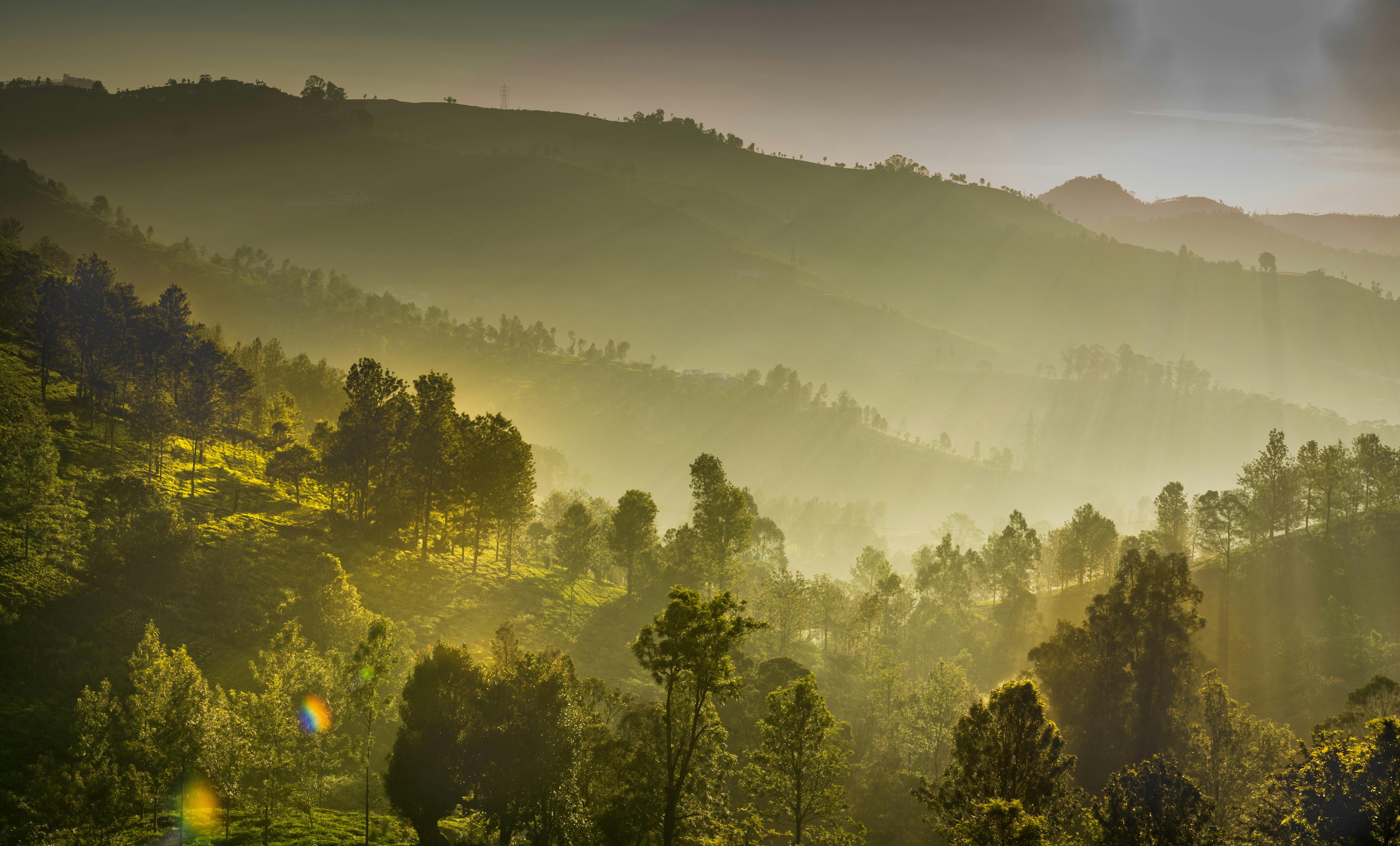 Nilgiri Photos, Download The BEST Free Nilgiri Stock Photos & HD Images