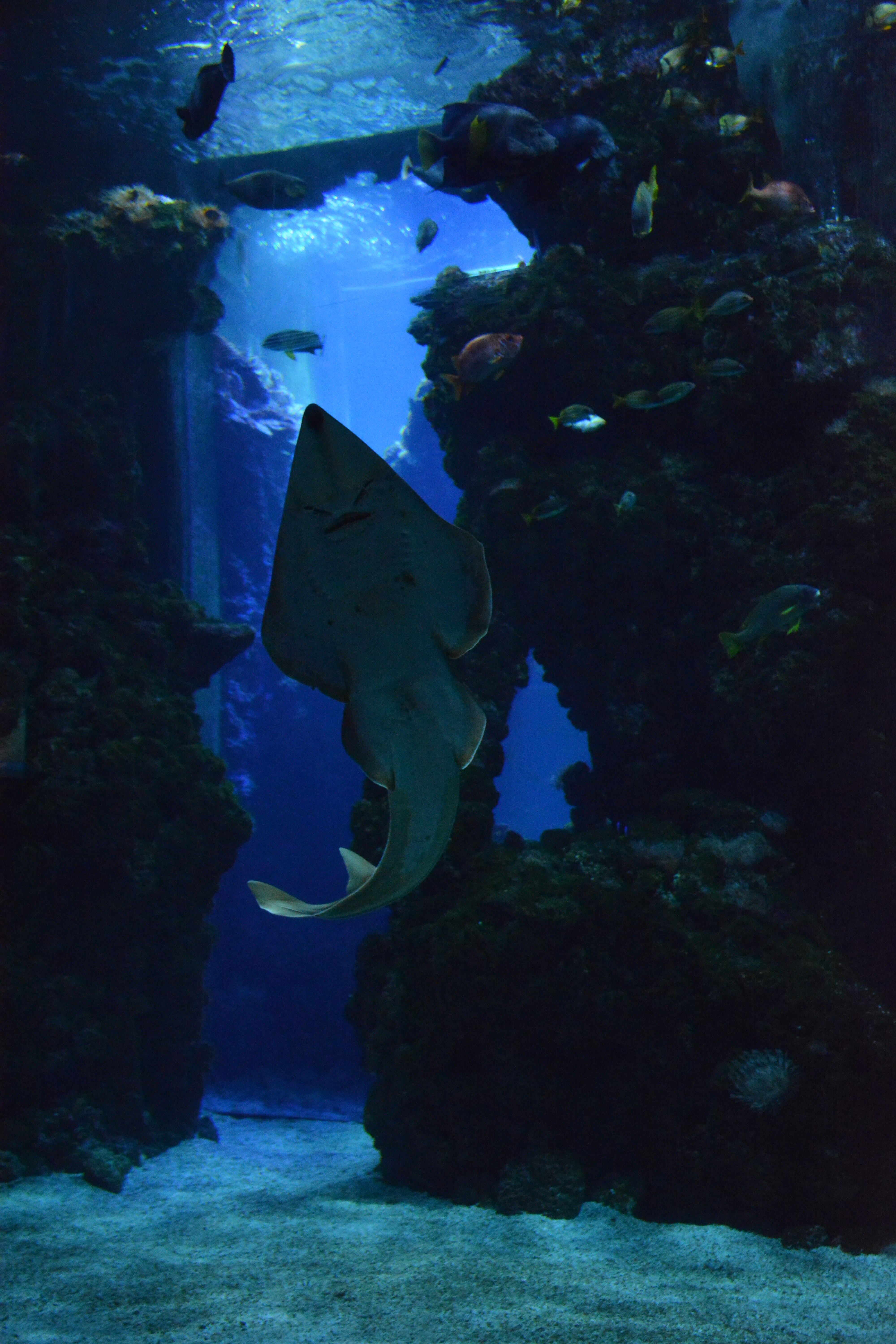 Oceanarium Photos, Download The BEST Free Oceanarium Stock Photos & HD ...