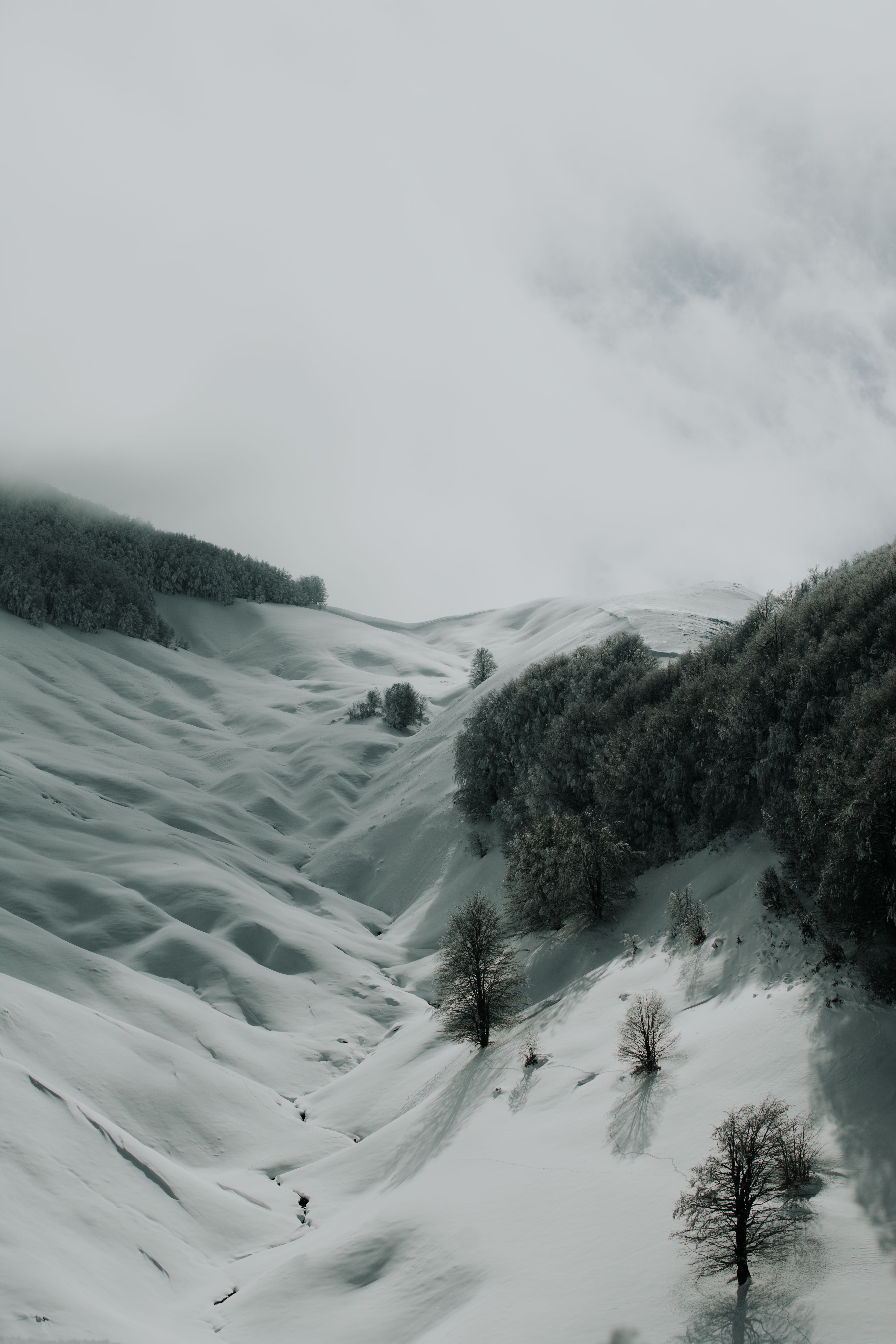 Aerial View of a Valley and Trees Covered in Snow · Free Stock Photo
