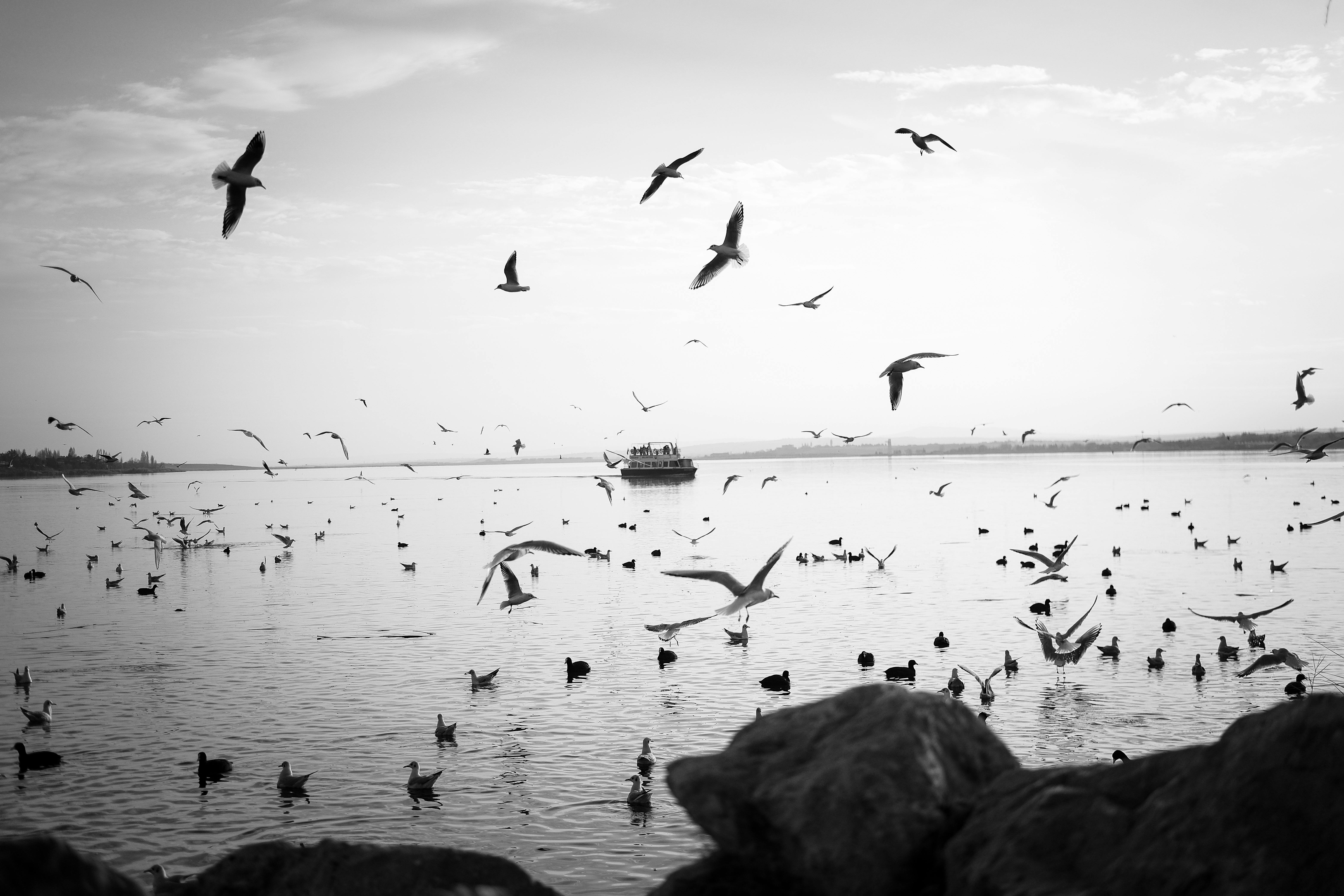 Birds Collection Photos, Download The BEST Free Birds Collection Stock ...