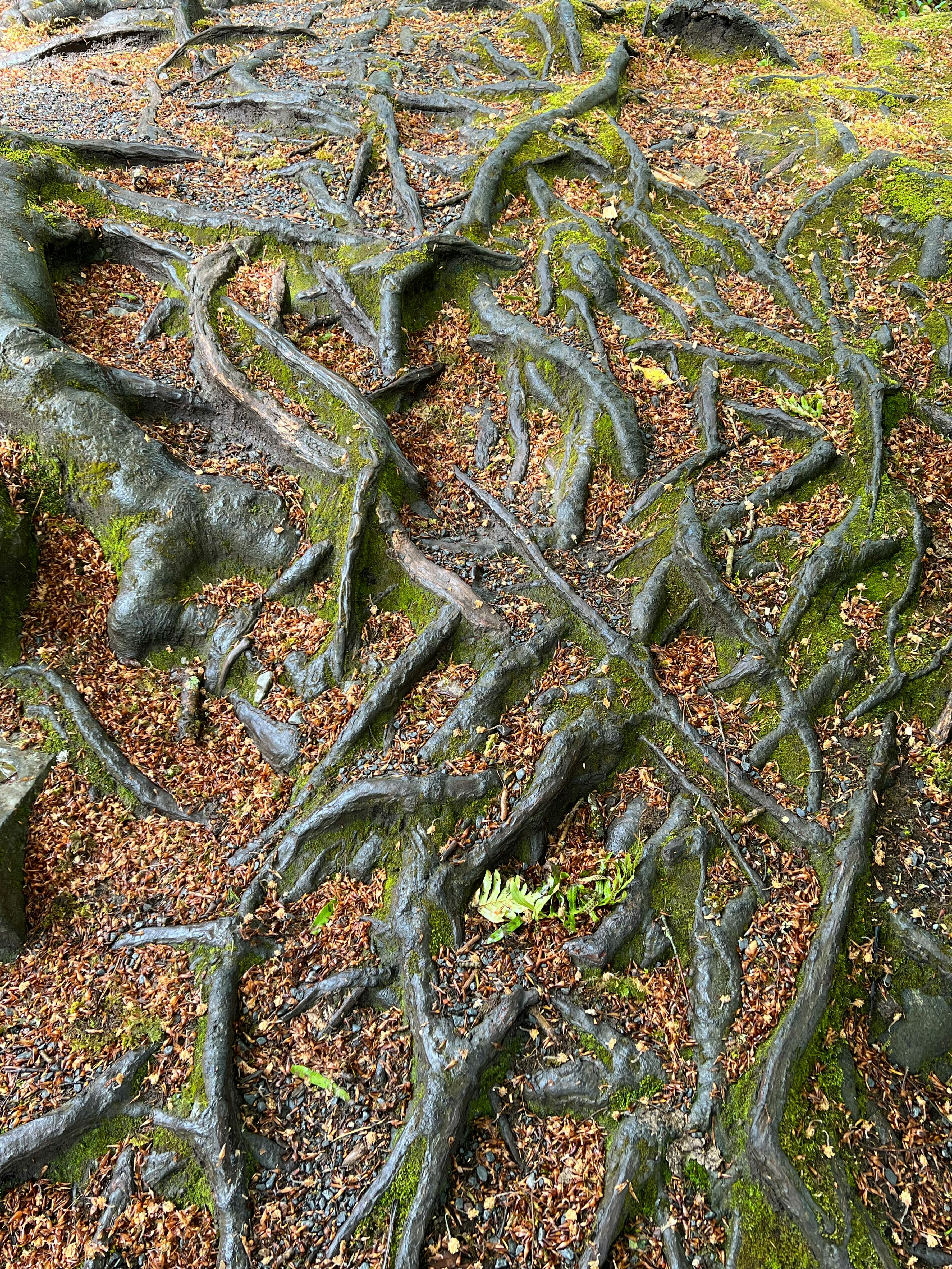 Photo of Tree Roots · Free Stock Photo