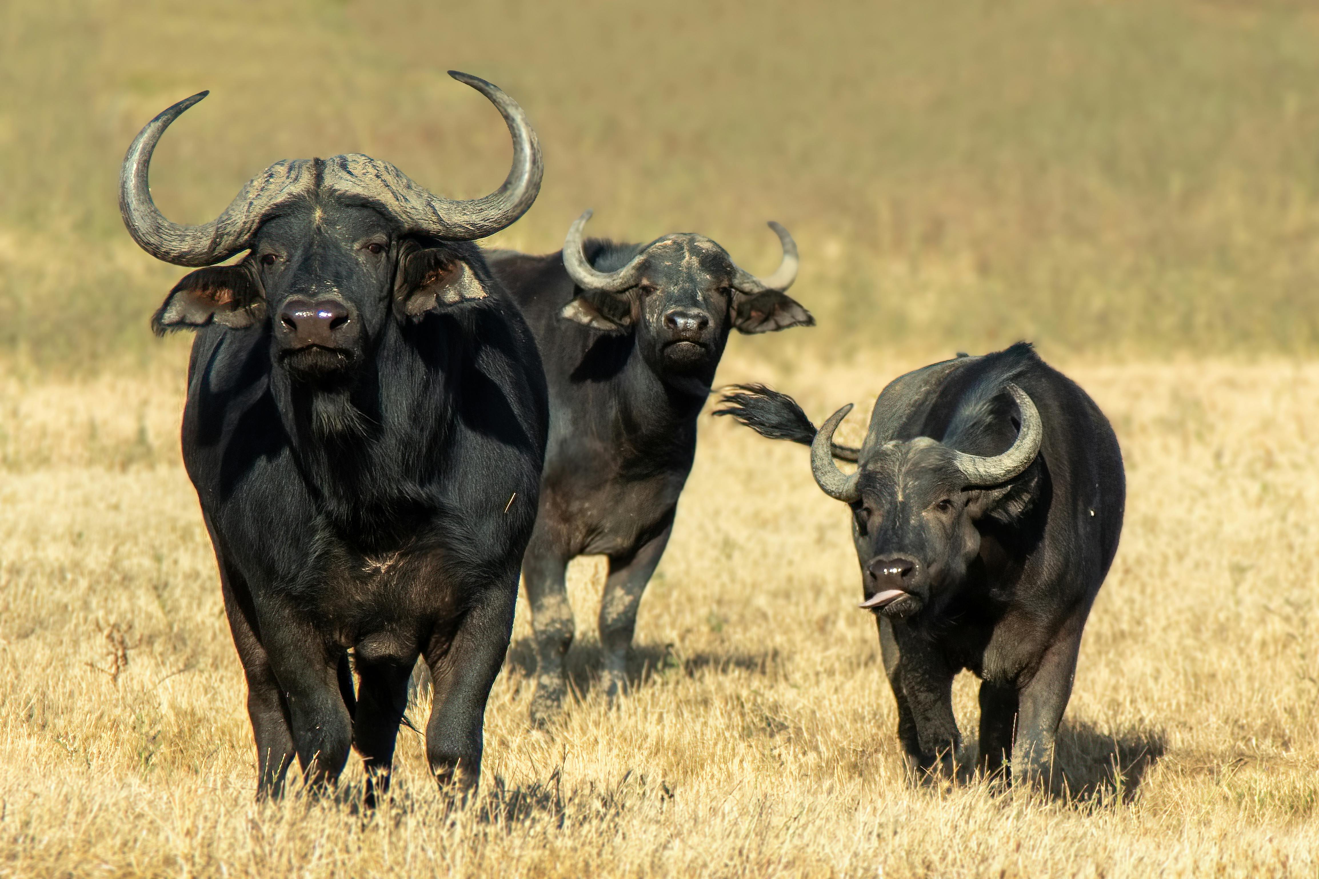 Photo of Three African Buffaloes · Free Stock Photo
