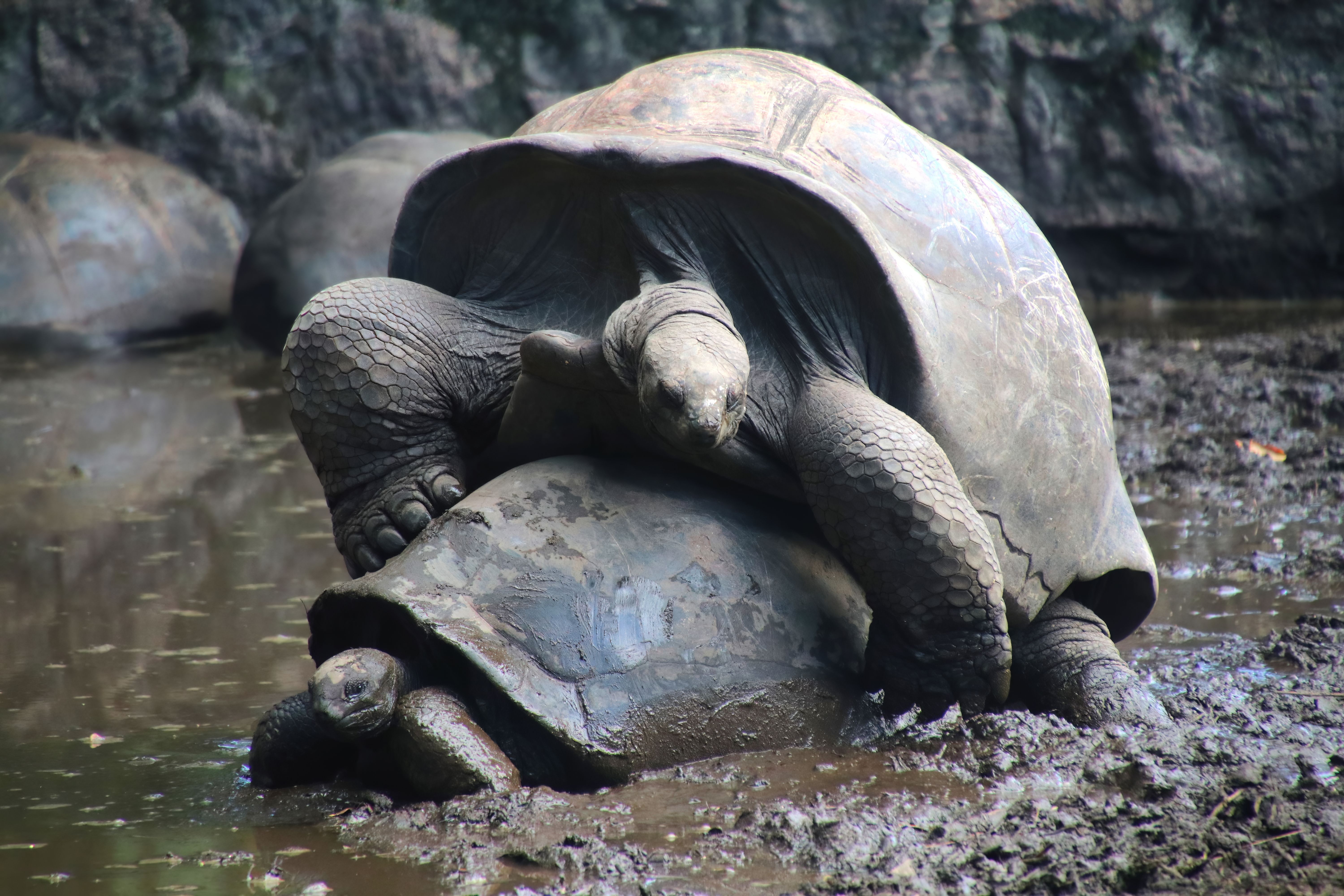 Brown Tortoise on Wet Surface · Free Stock Photo