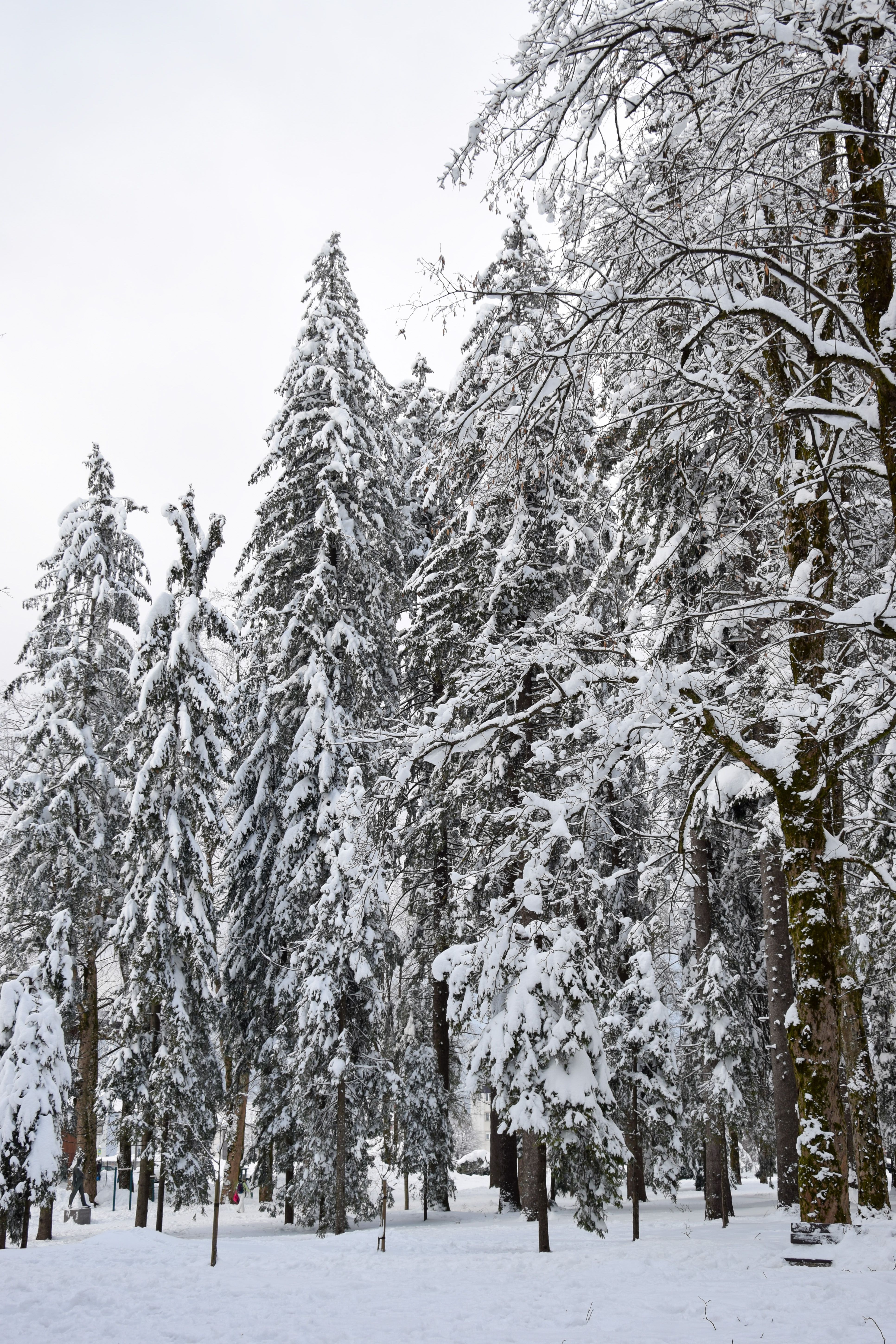 Photography Of Fir Trees Covered in SNow · Free Stock Photo