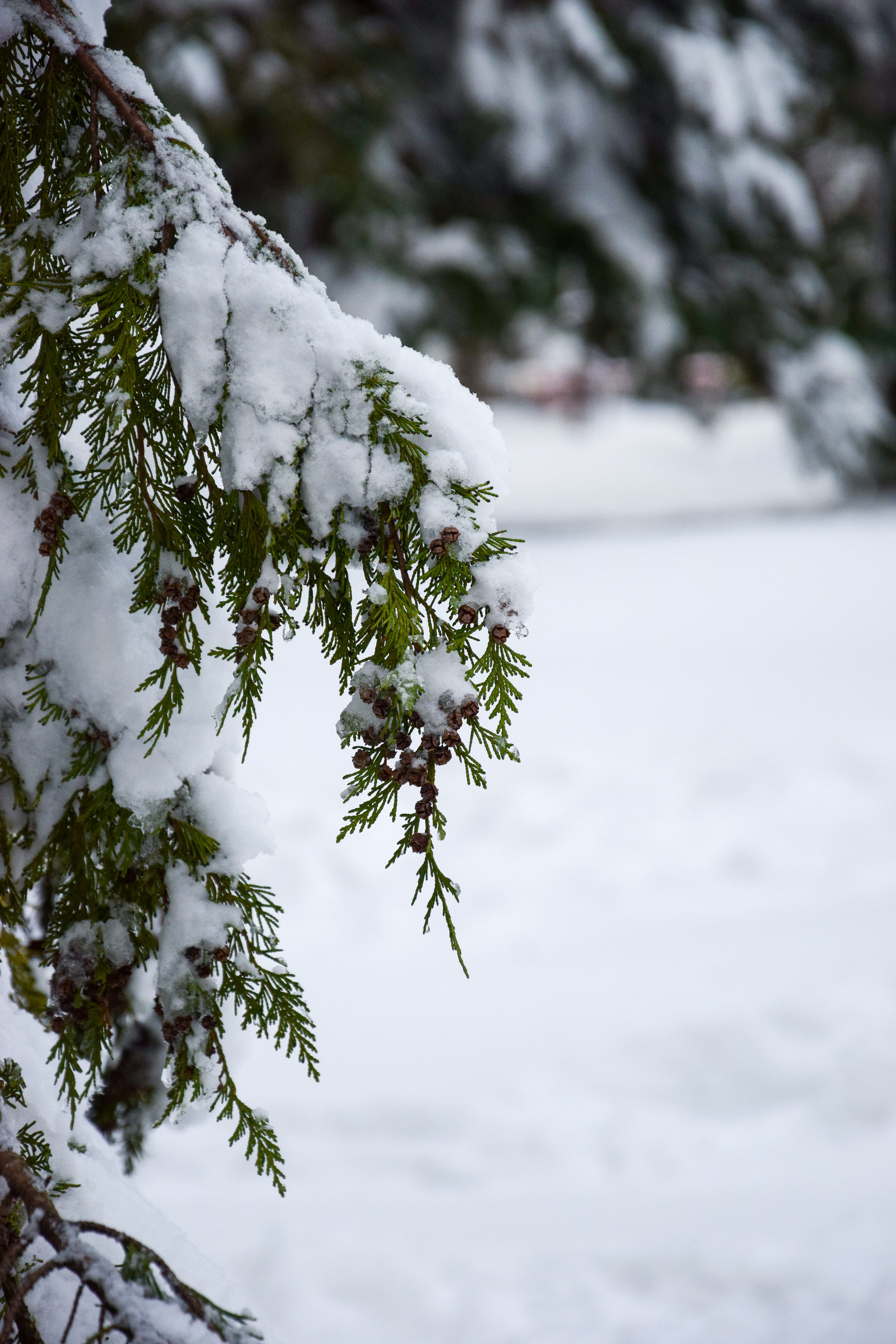 Close-up of Snowy Branches of a Cypress Shrub · Free Stock Photo