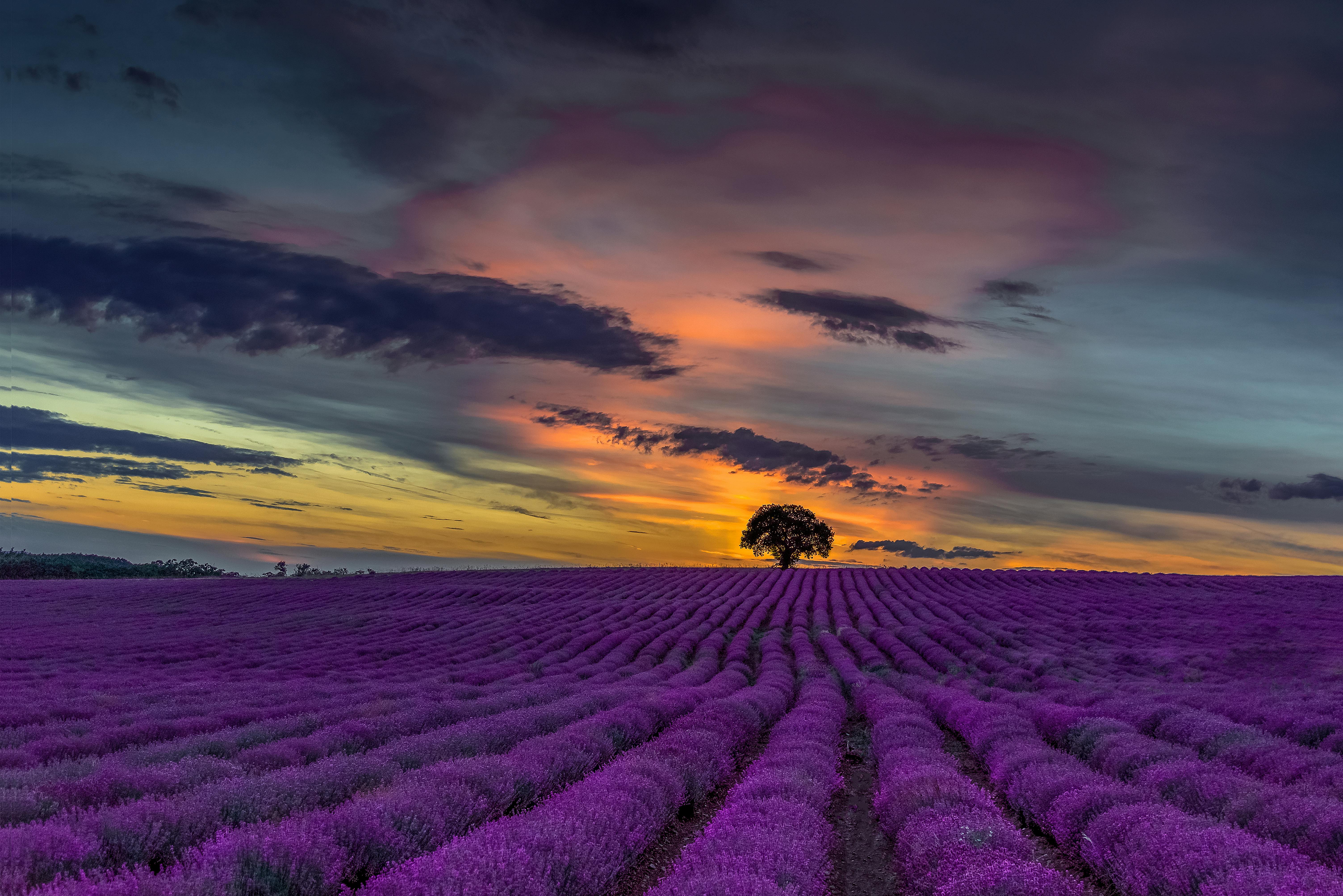 Field of Lavender · Free Stock Photo