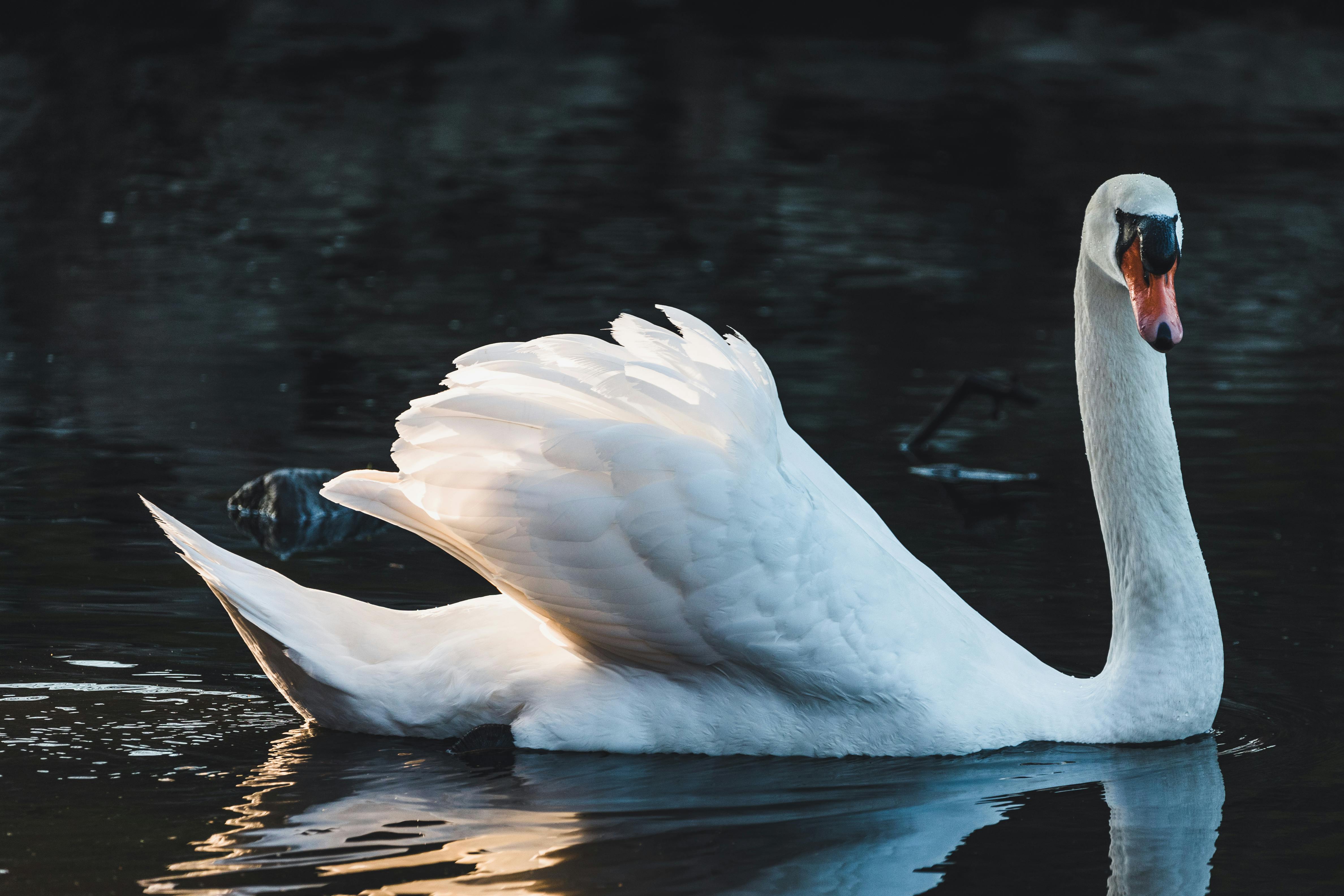 Swan Wallpaper Photos, Download The BEST Free Swan Wallpaper Stock ...