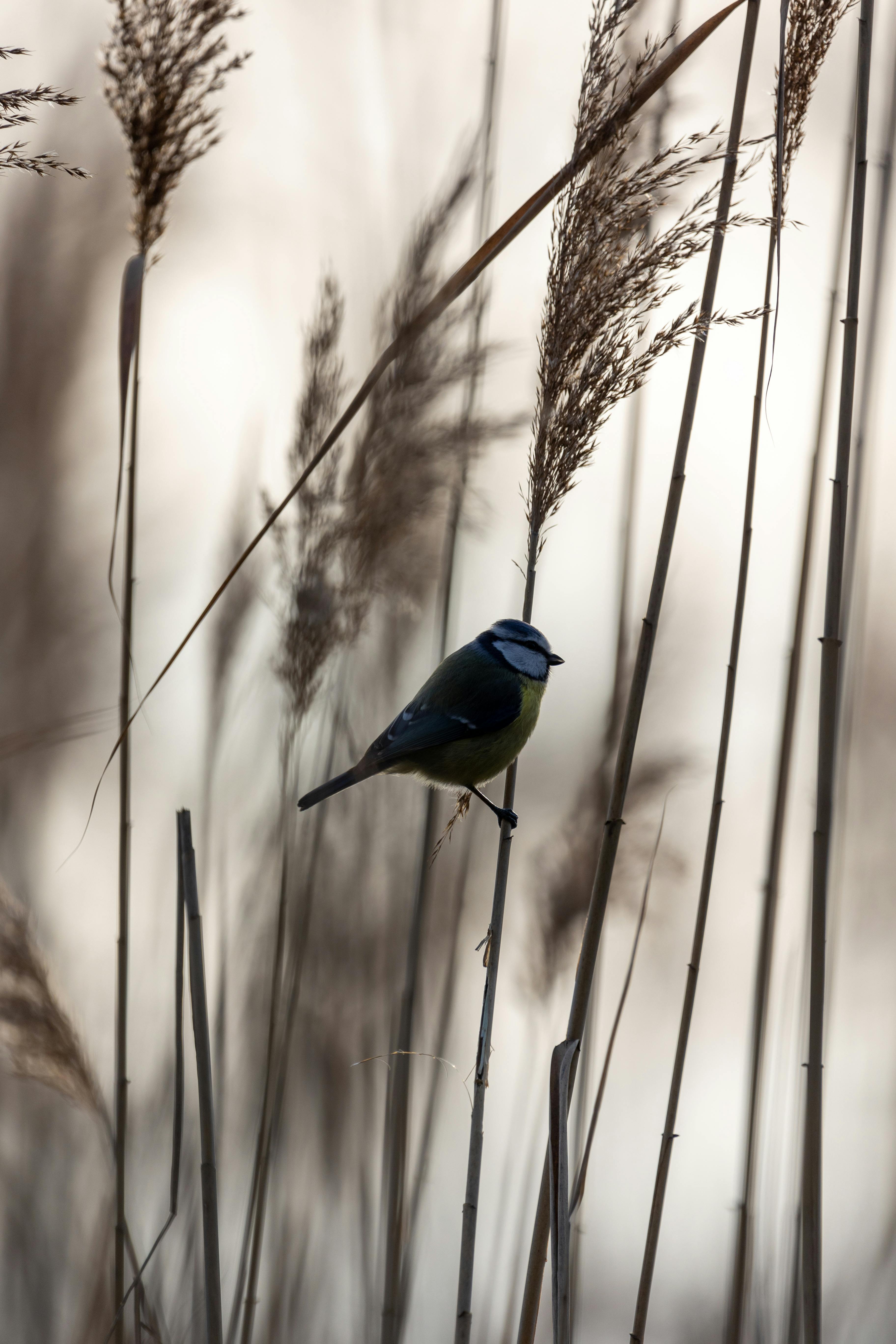 Close up of Thicket Bird · Free Stock Photo