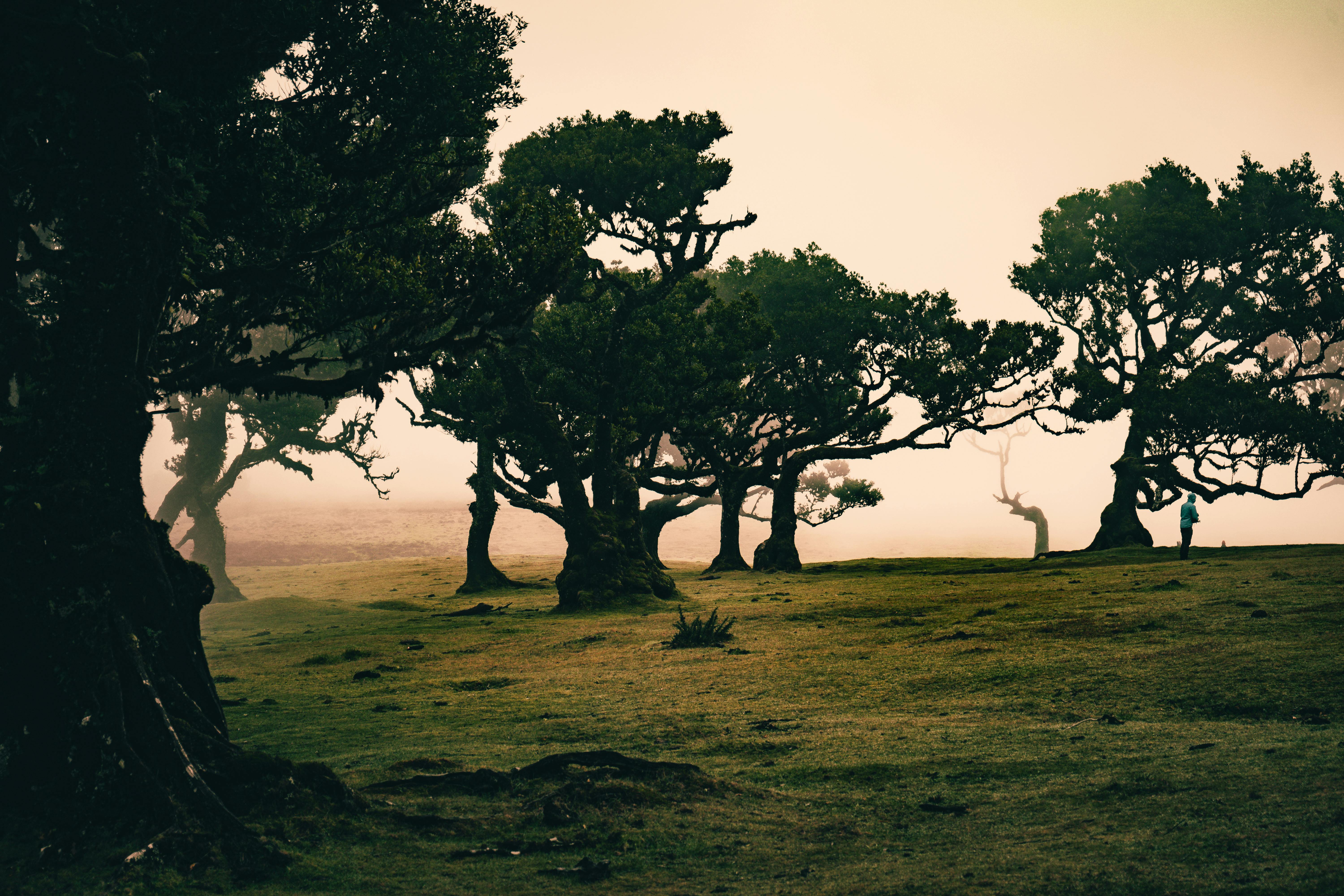 Trees in Madeira, Portugal · Free Stock Photo