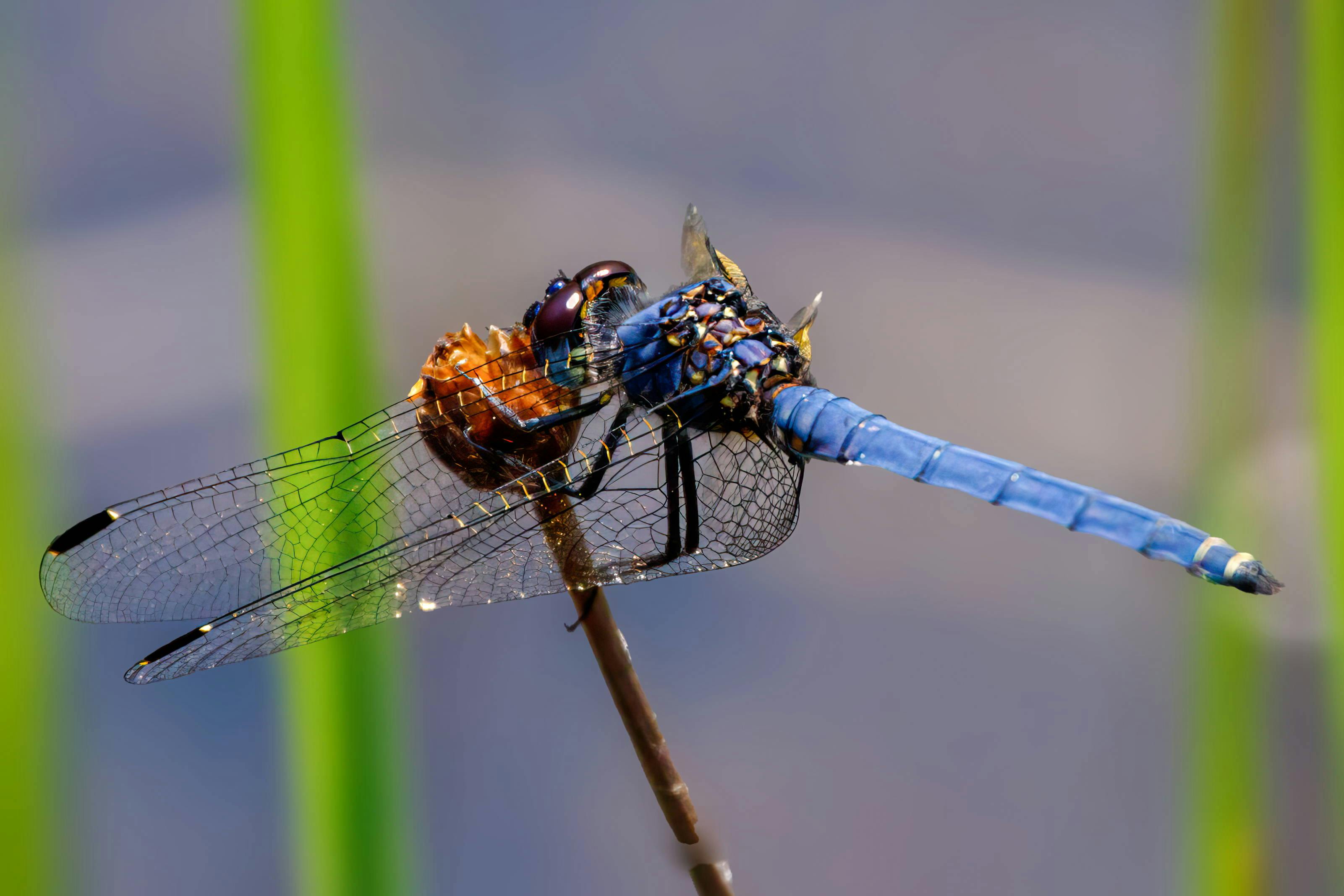 Dragon Fly Photos, Download The BEST Free Dragon Fly Stock Photos & HD ...