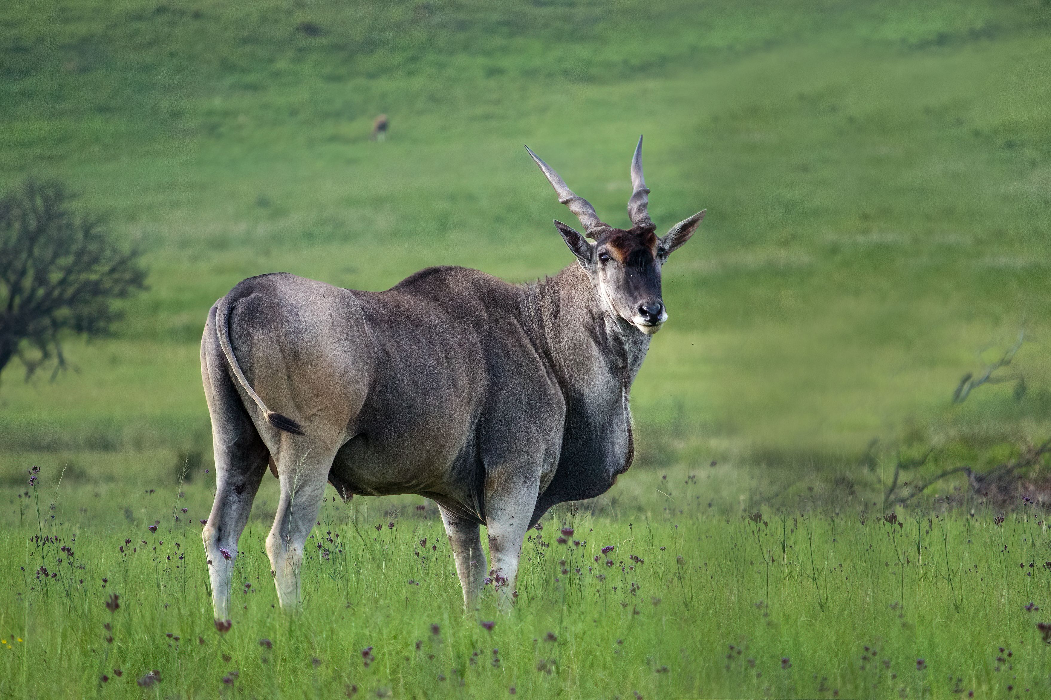 Eland Standing on the Grassland · Free Stock Photo