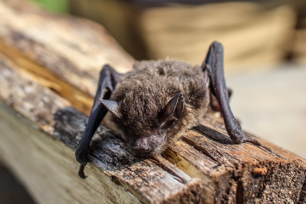 South African Bat Photos, Download The BEST Free South African Bat ...