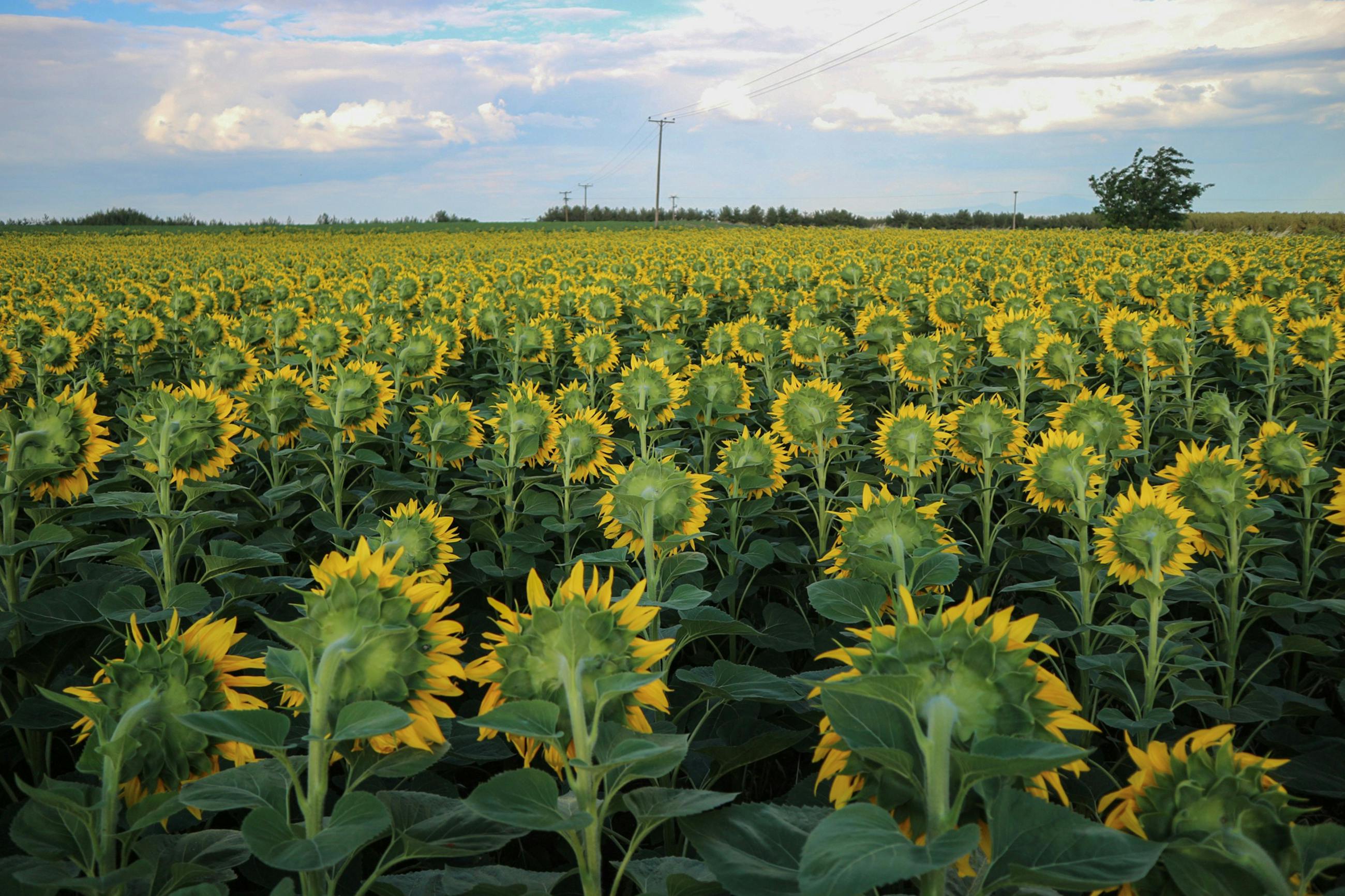 Sunflower Plantation in the Farm Field · Free Stock Photo