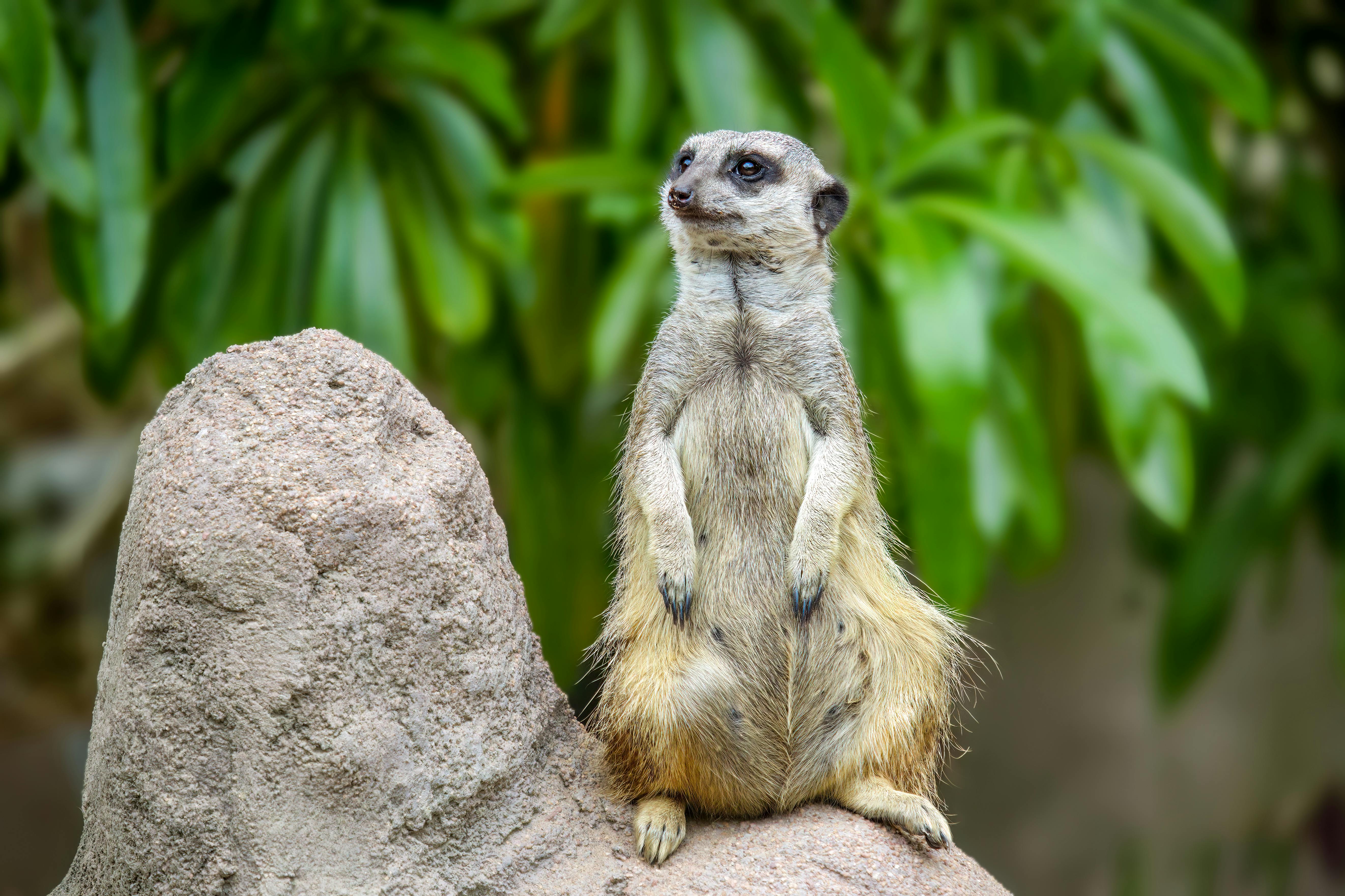 Close-Up Photo of Meerkat sitting on a Rock · Free Stock Photo