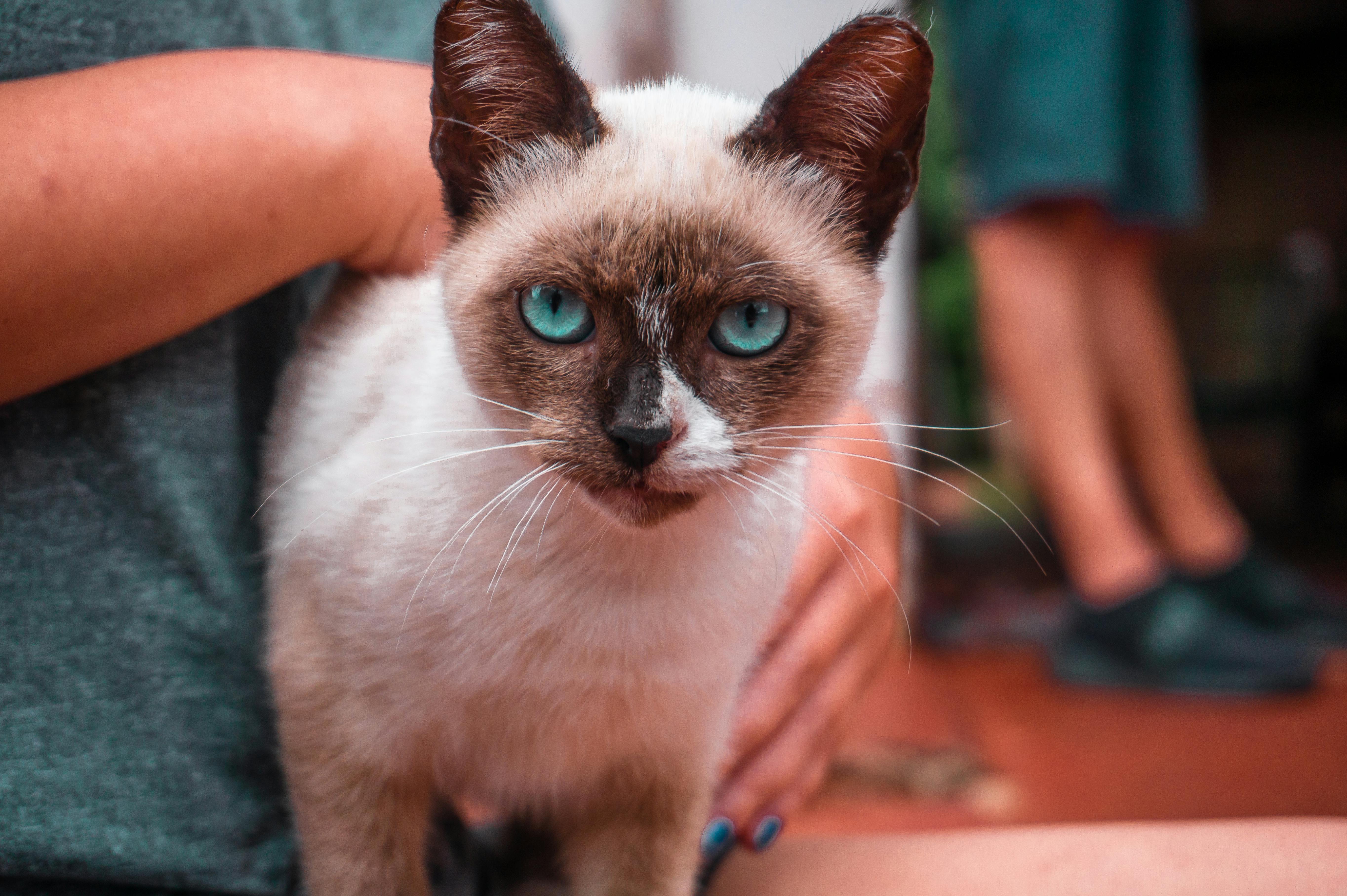 Siamese Cat Being Caressed by a Human and Staring · Free Stock Photo