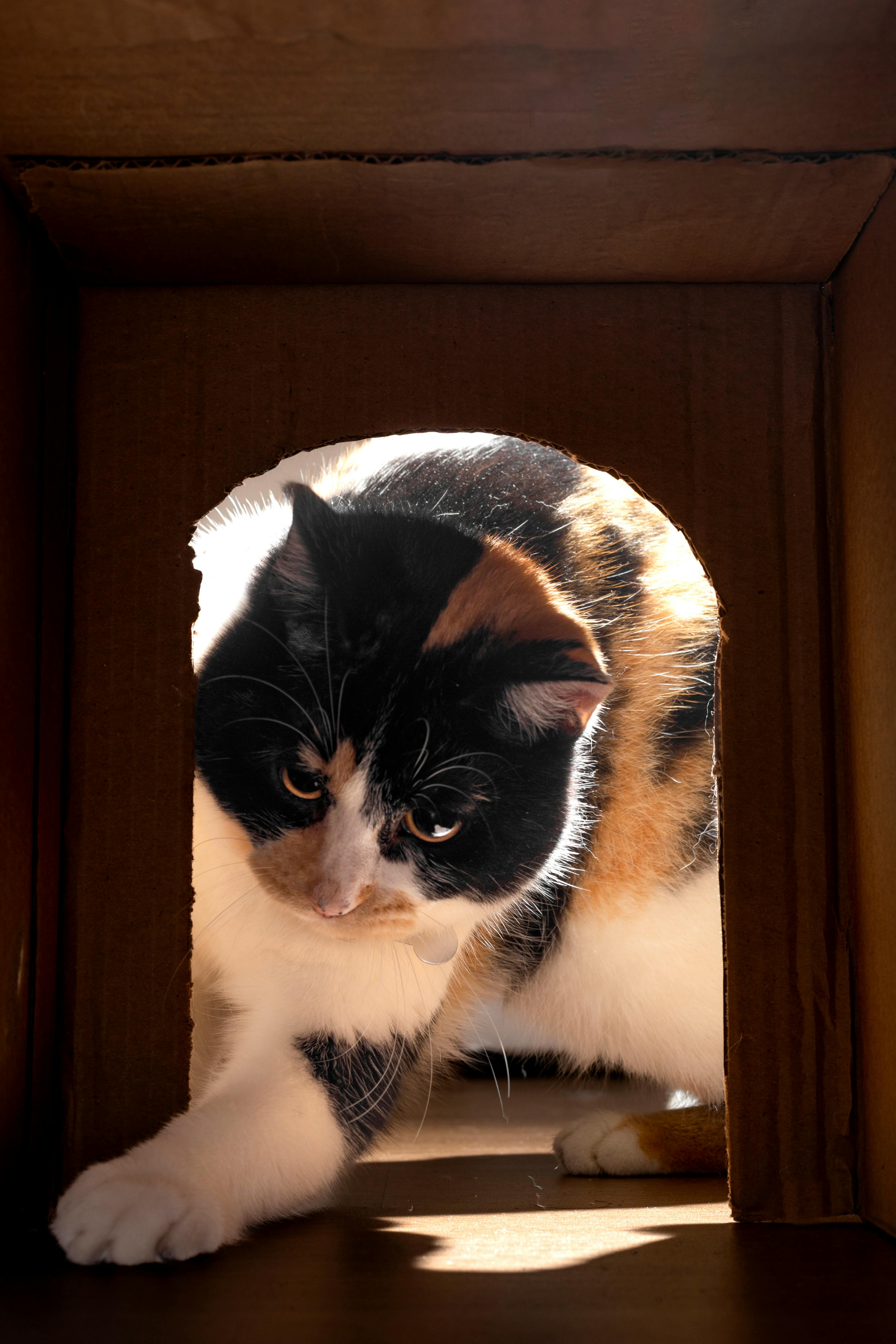 A calico cat is looking out of a cardboard box · Free Stock Photo