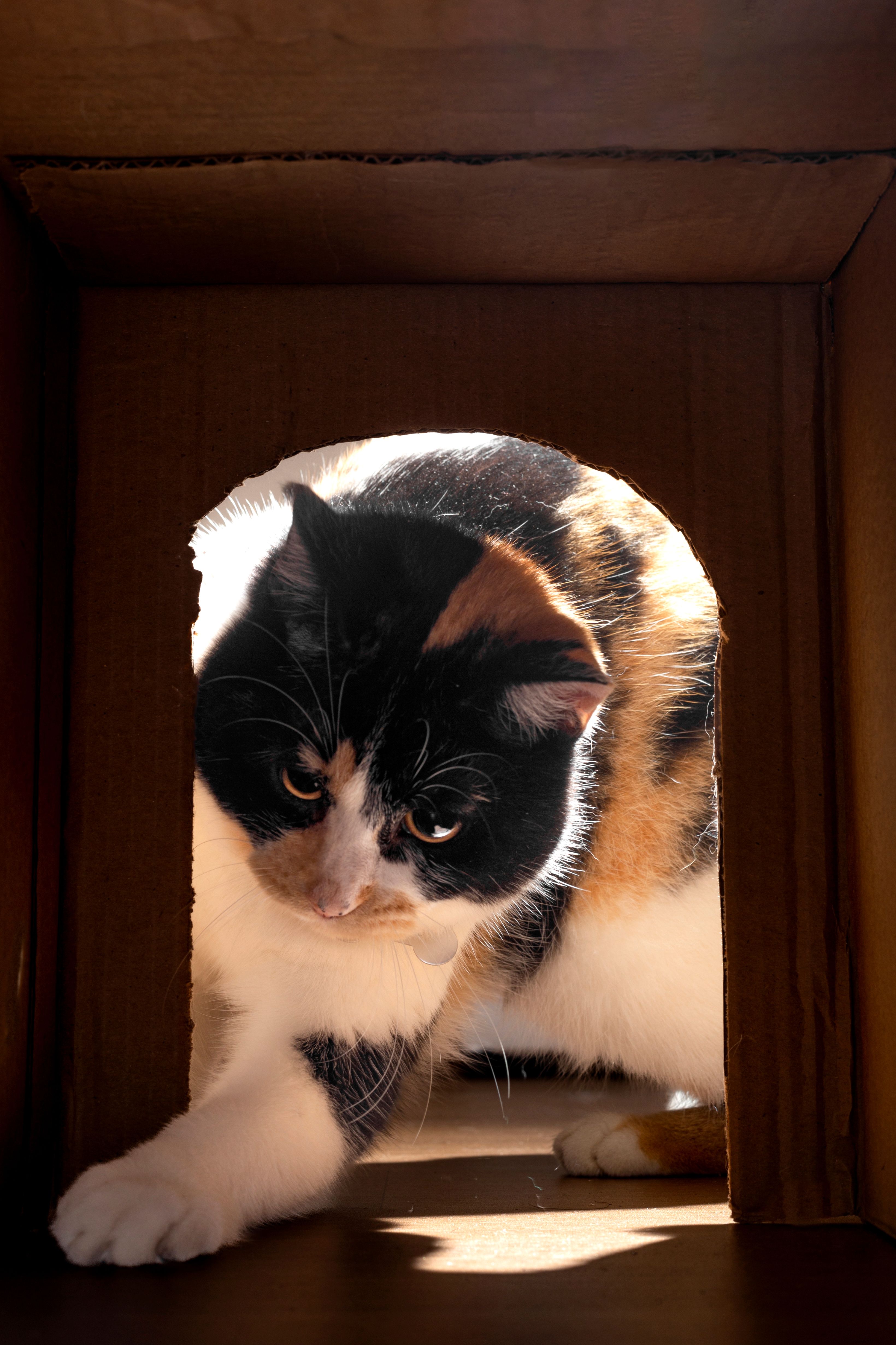 A Cat Peeking into a Cardboard Box · Free Stock Photo