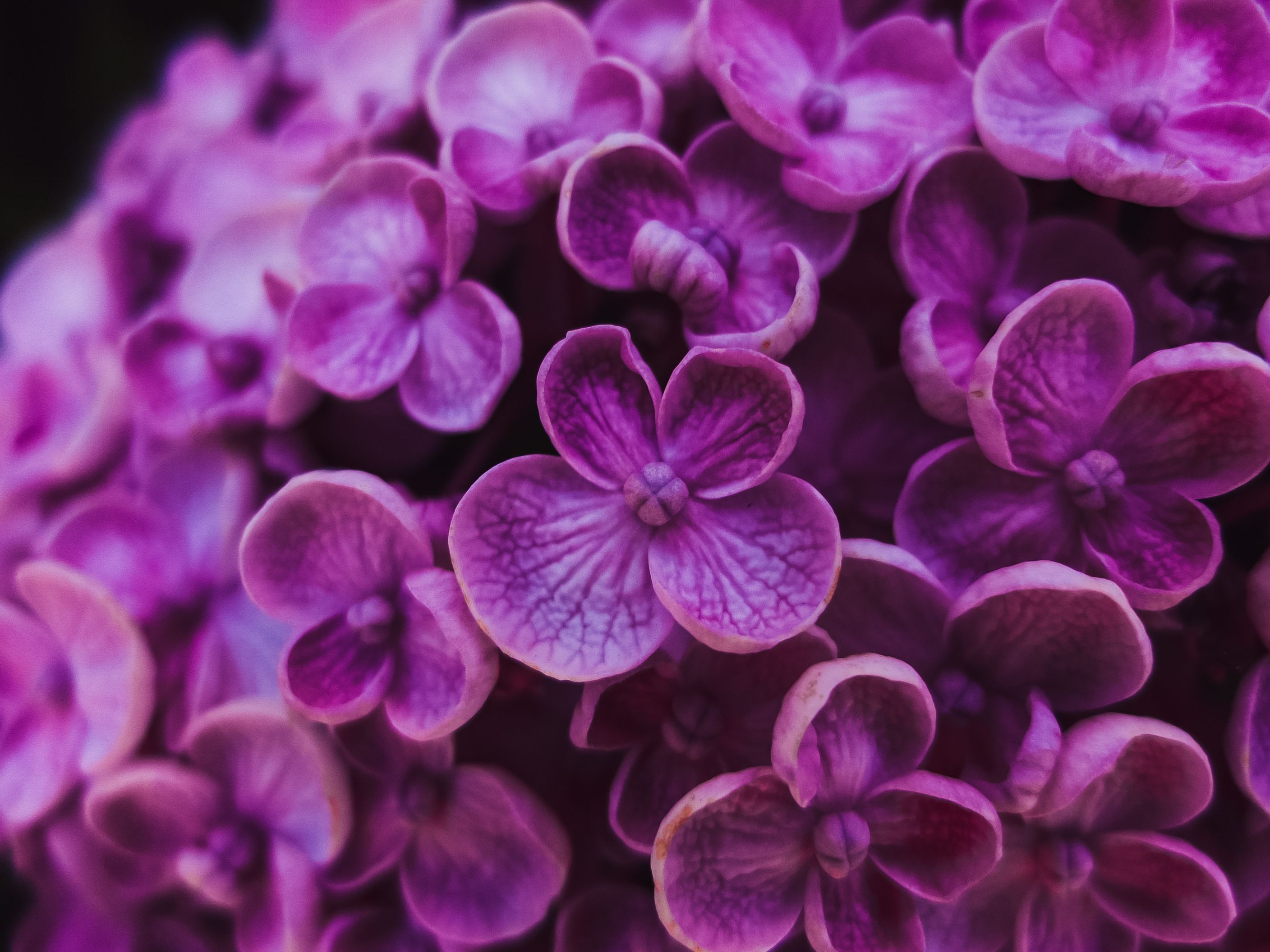 Purple Flowers · Free Stock Photo