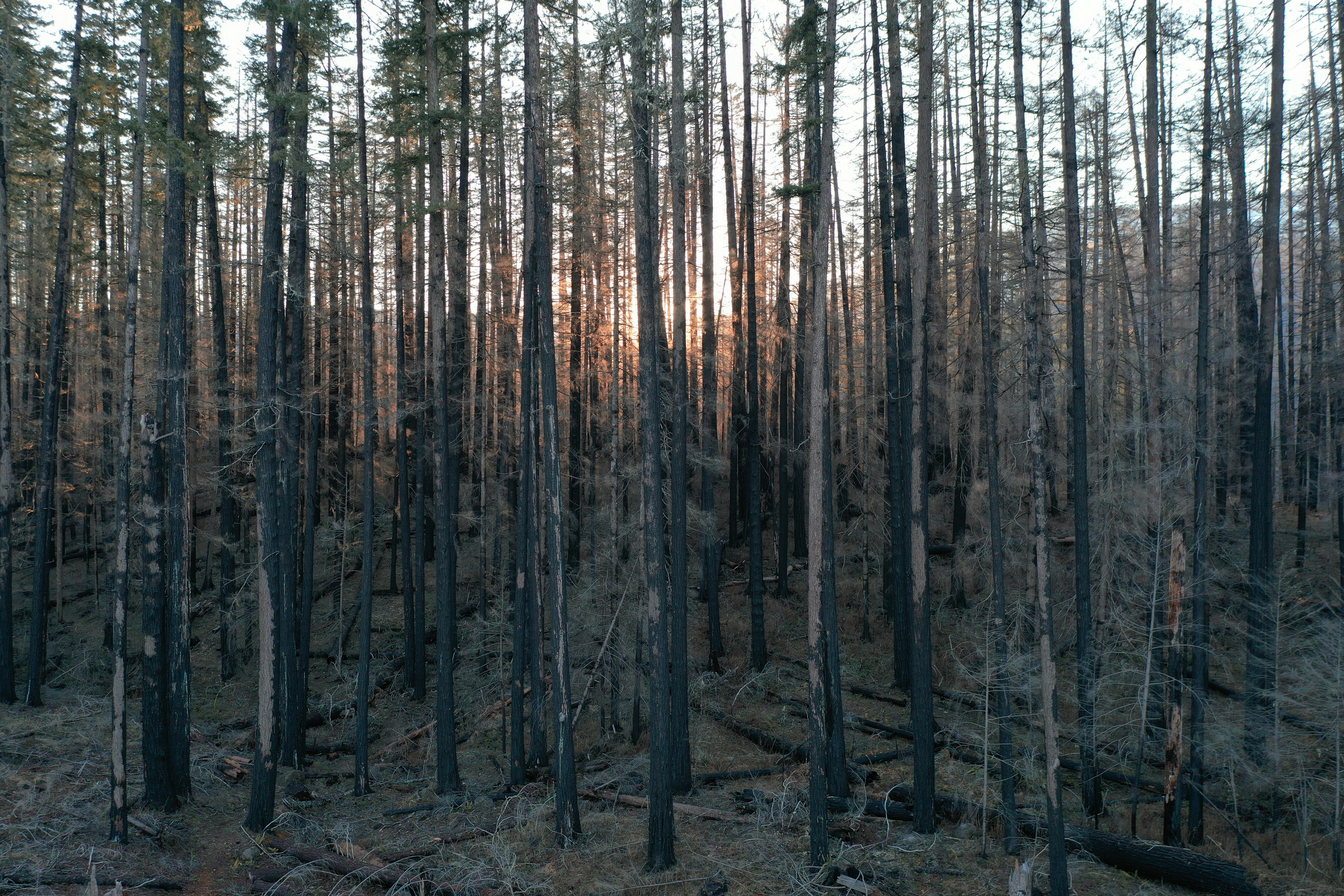 Trees in Wild Forest on Sunset · Free Stock Photo