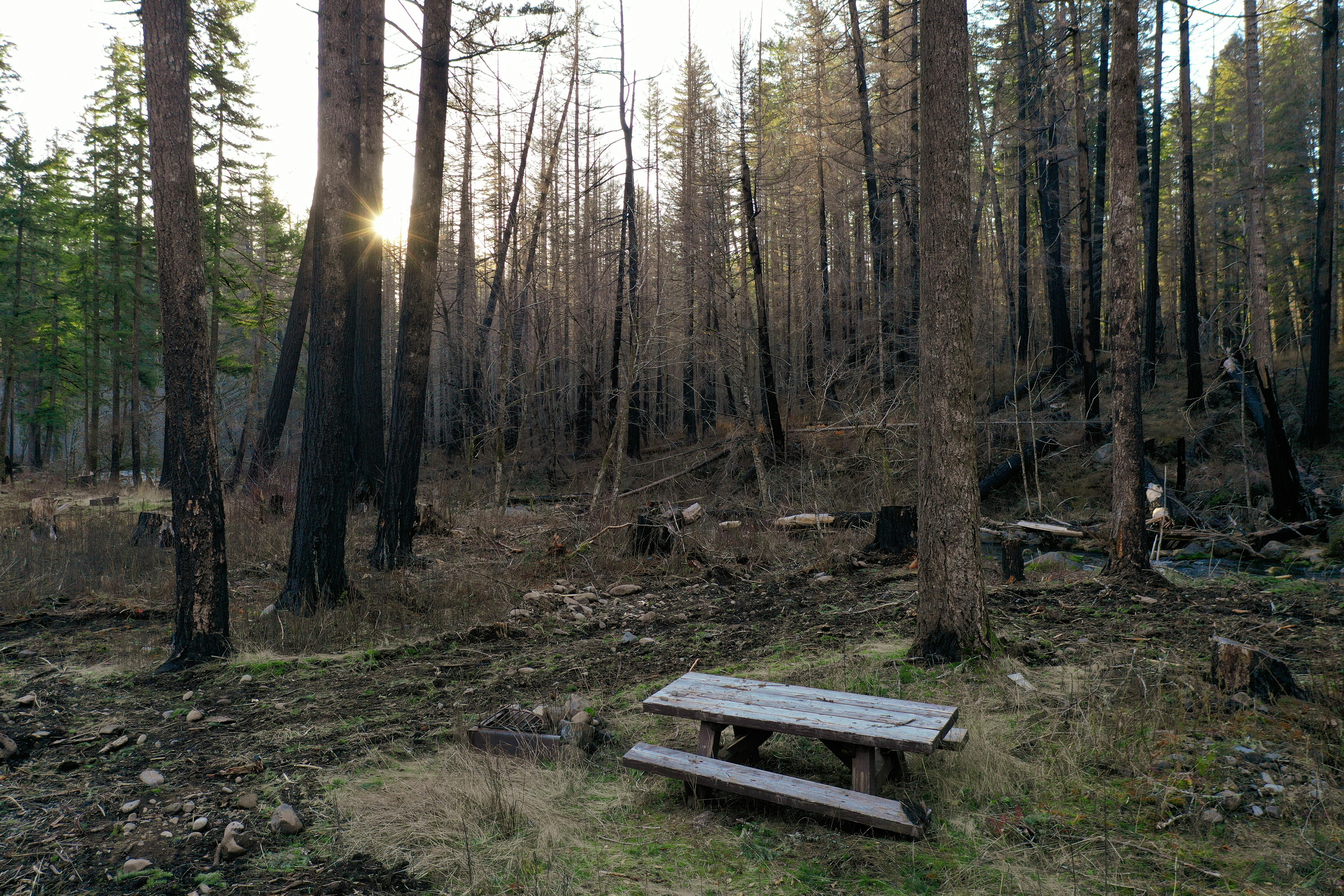 Forest Table Photos, Download The BEST Free Forest Table Stock Photos ...
