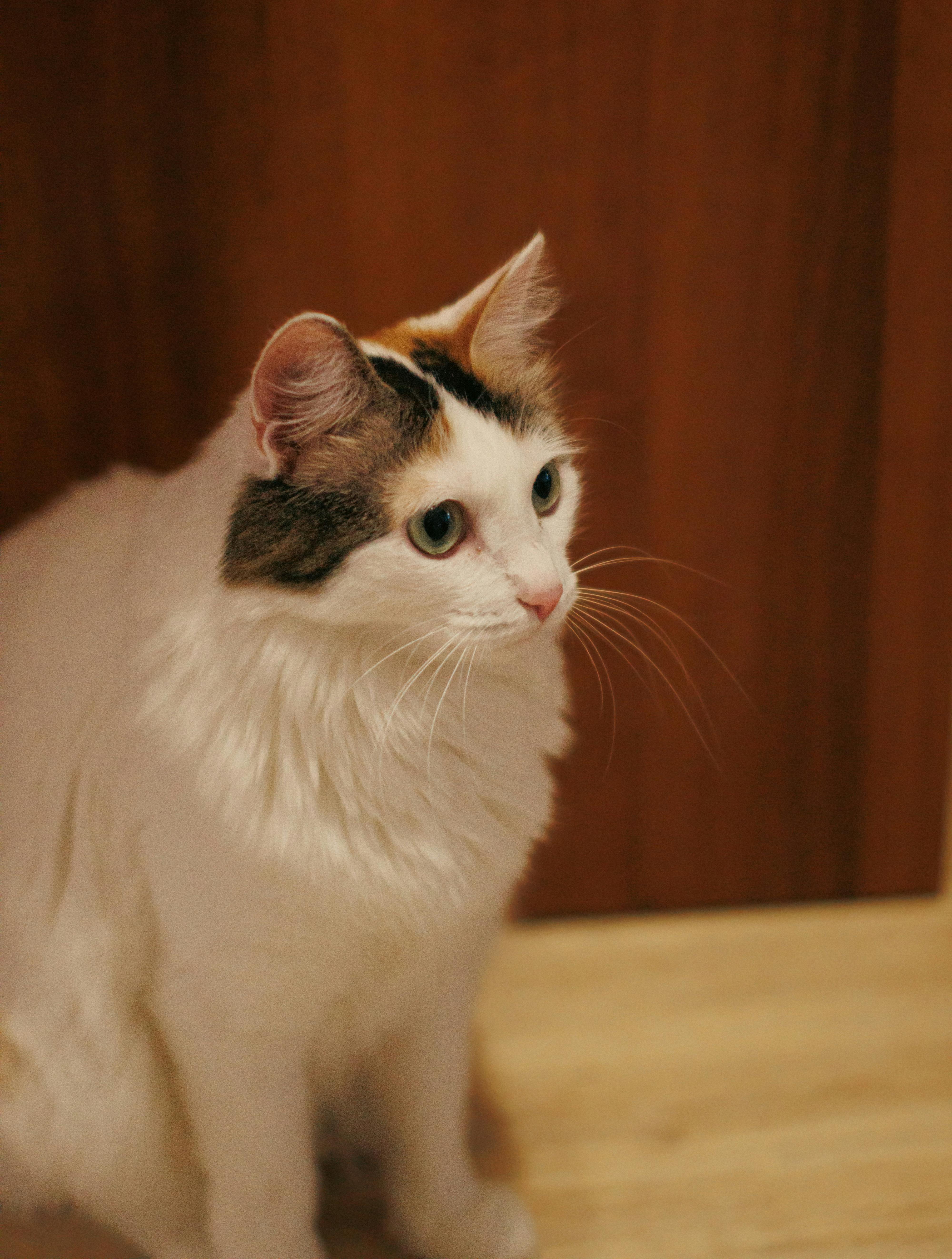 A Cat Sitting Photos, Download The BEST Free A Cat Sitting Stock Photos ...