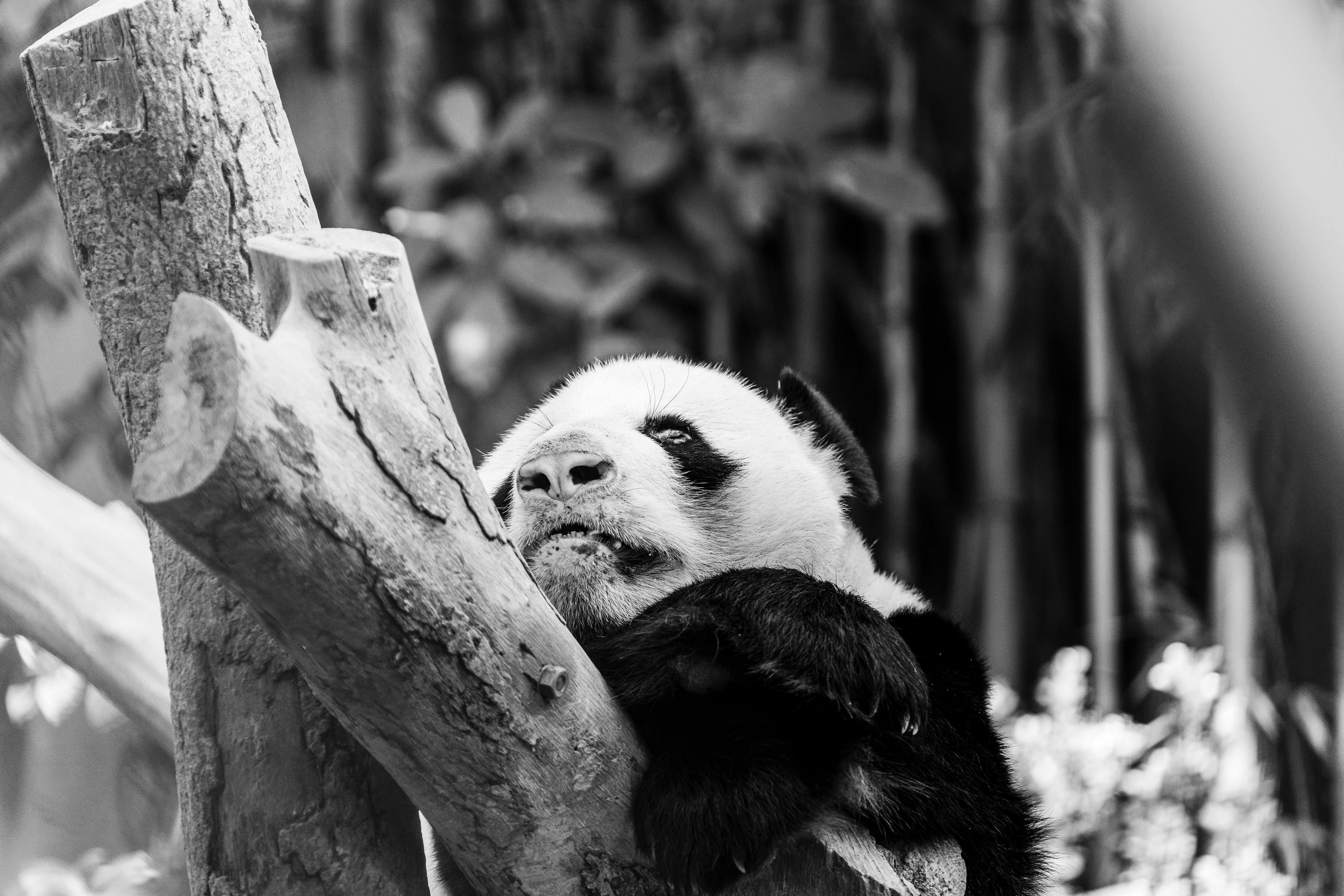 Grayscale Photo of a Panda · Free Stock Photo