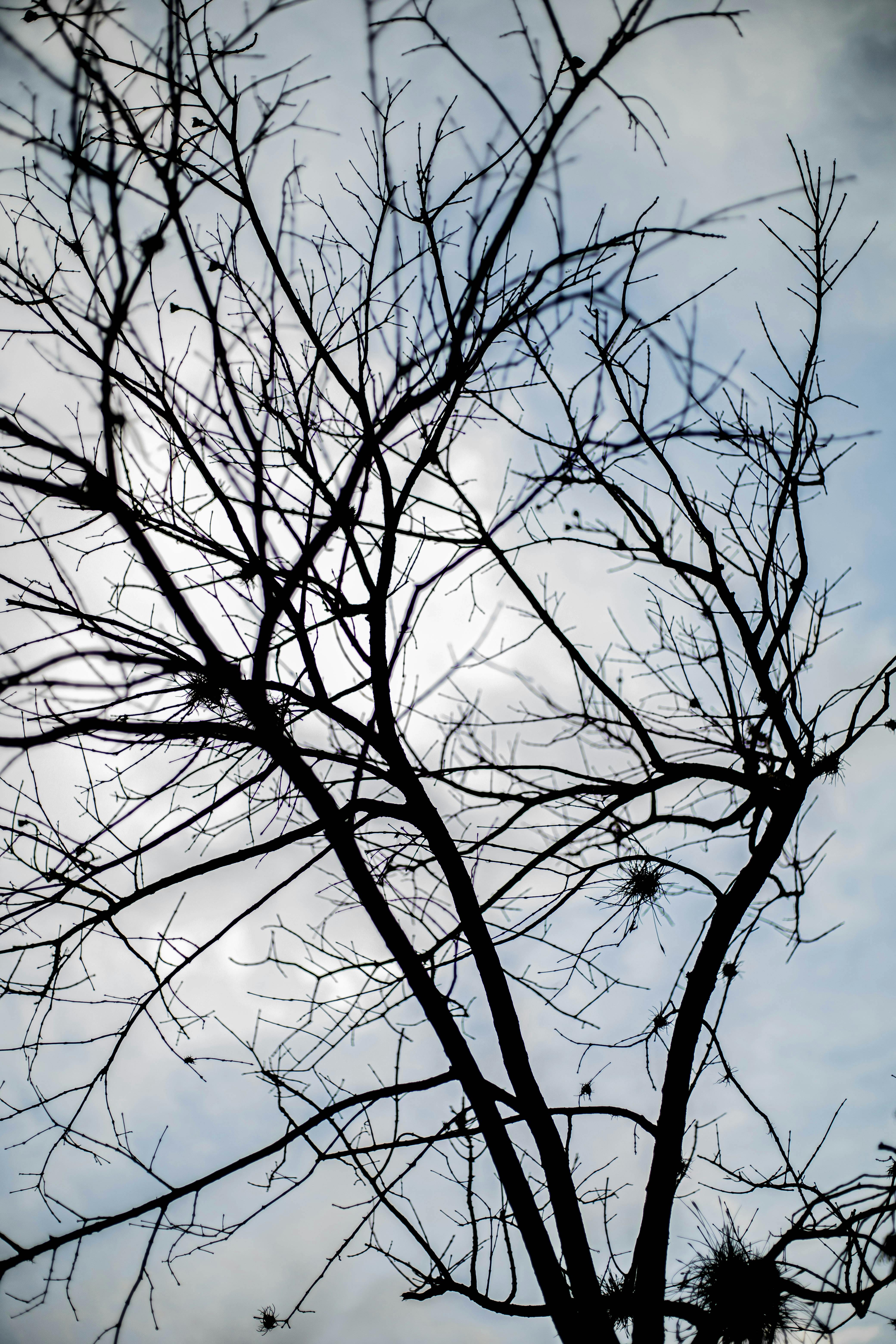 Barren Branches of Tree · Free Stock Photo