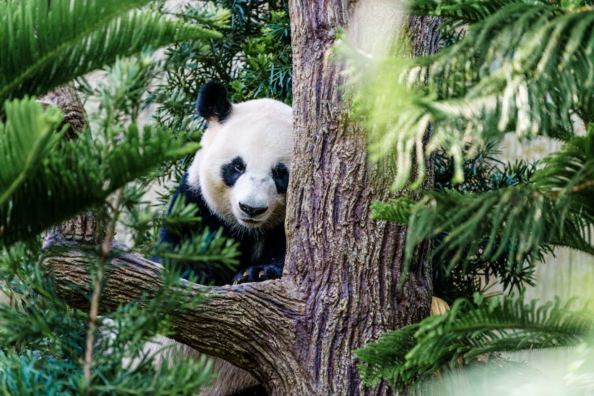 Giant Panda Photos, Download The BEST Free Giant Panda Stock Photos ...