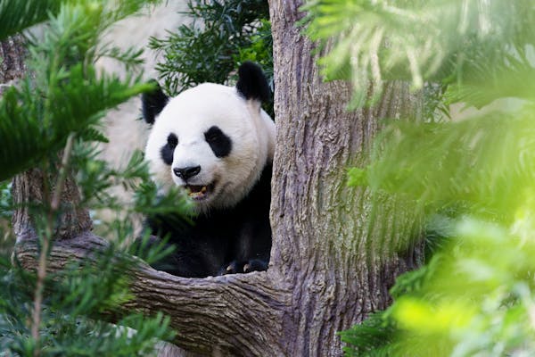 Giant Panda Photos, Download The BEST Free Giant Panda Stock Photos ...