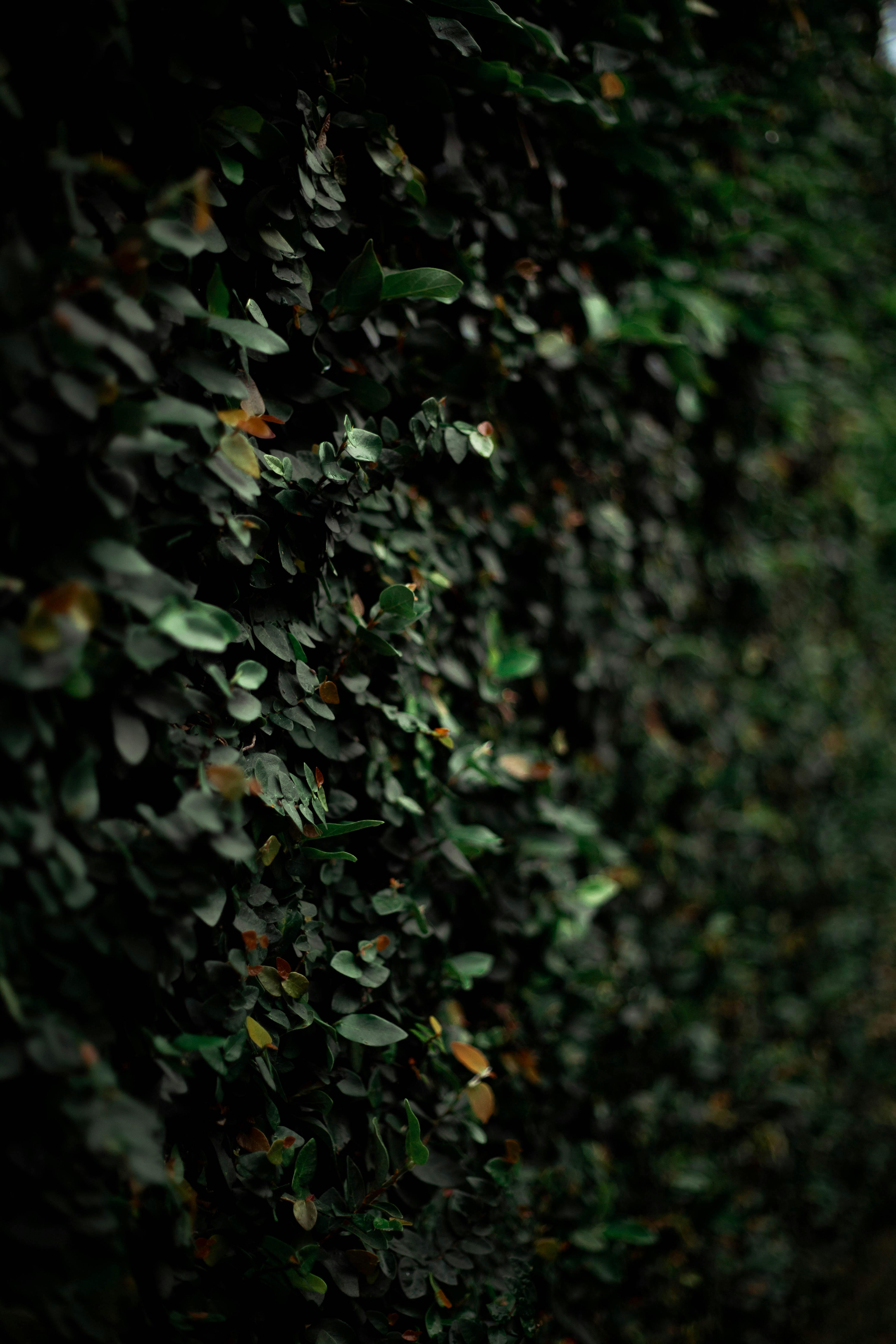 Green Leaves of Hedge · Free Stock Photo