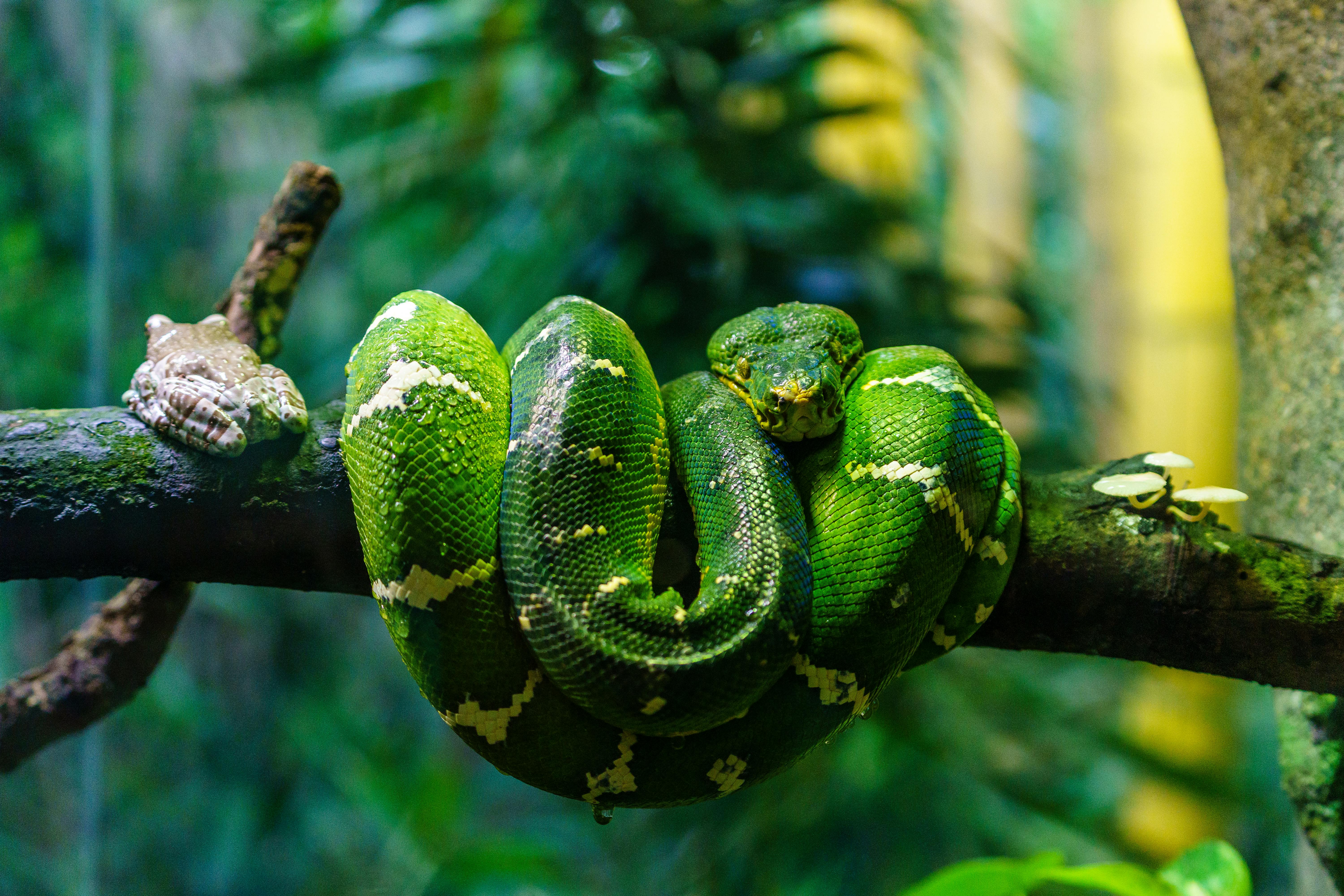 Green Snake on Tree Branch · Free Stock Photo
