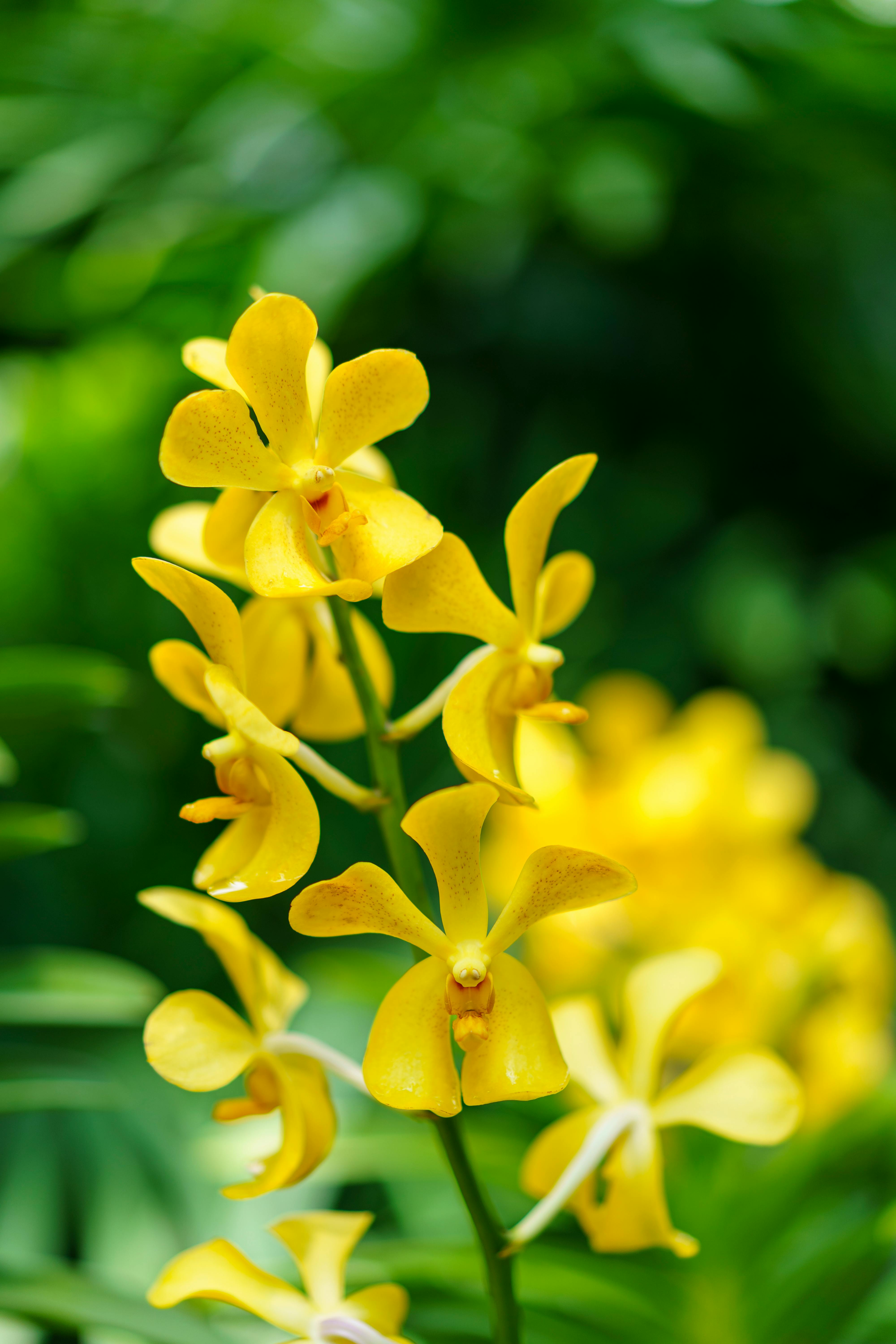 Keluarga Orchidaceae Photos, Download The BEST Free Keluarga ...