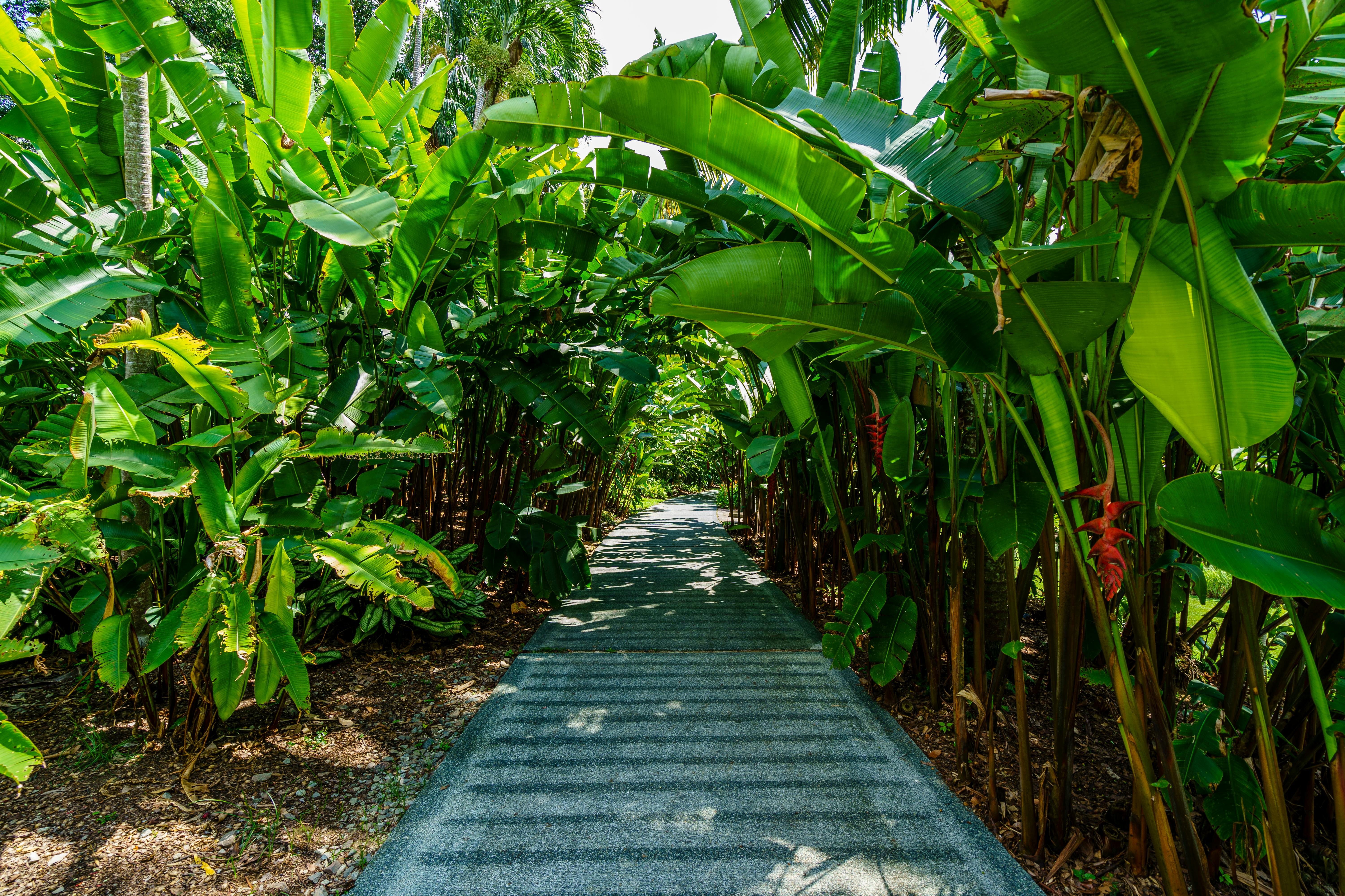 A Trail between Banana Trees · Free Stock Photo