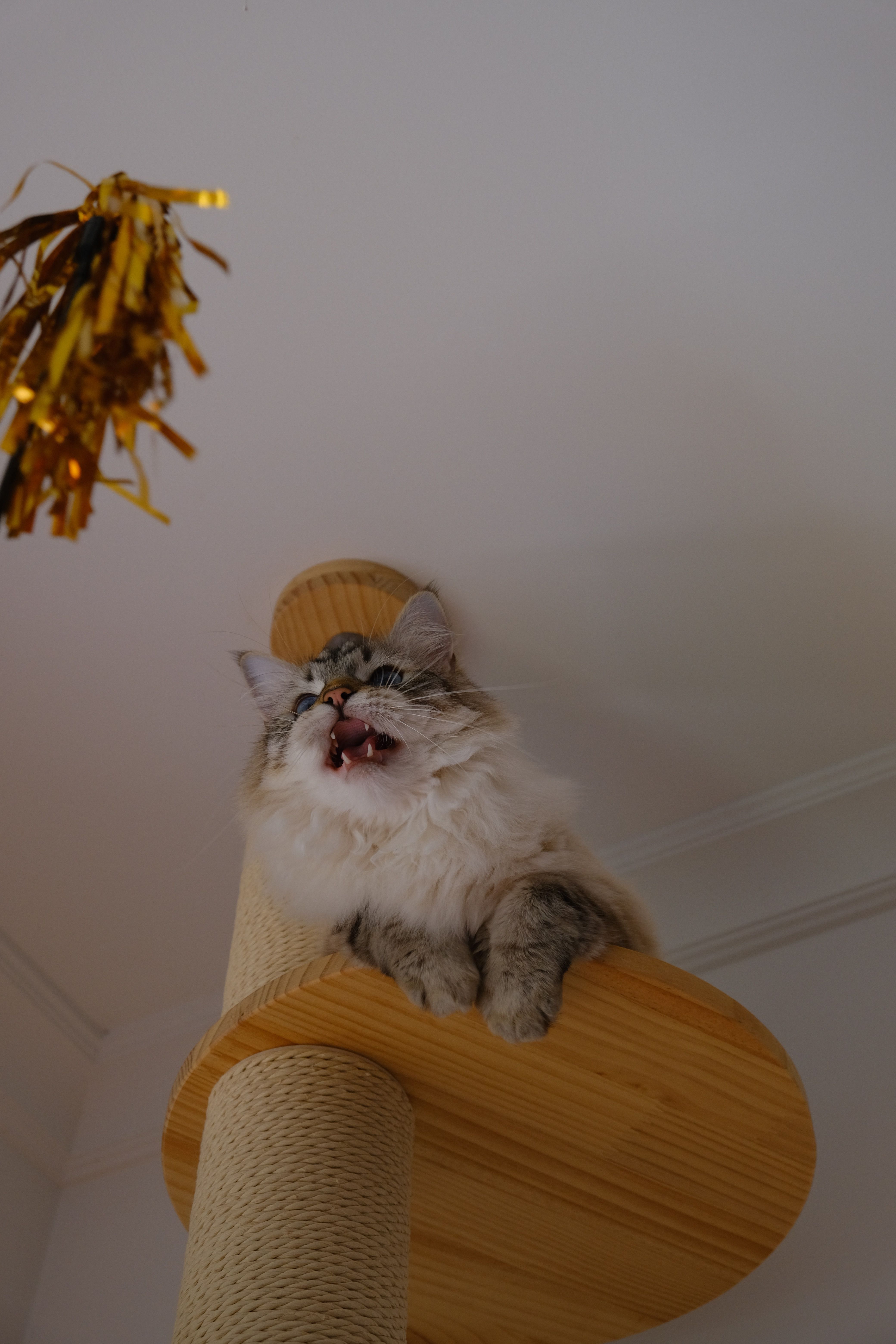 Cat on Shelf · Free Stock Photo