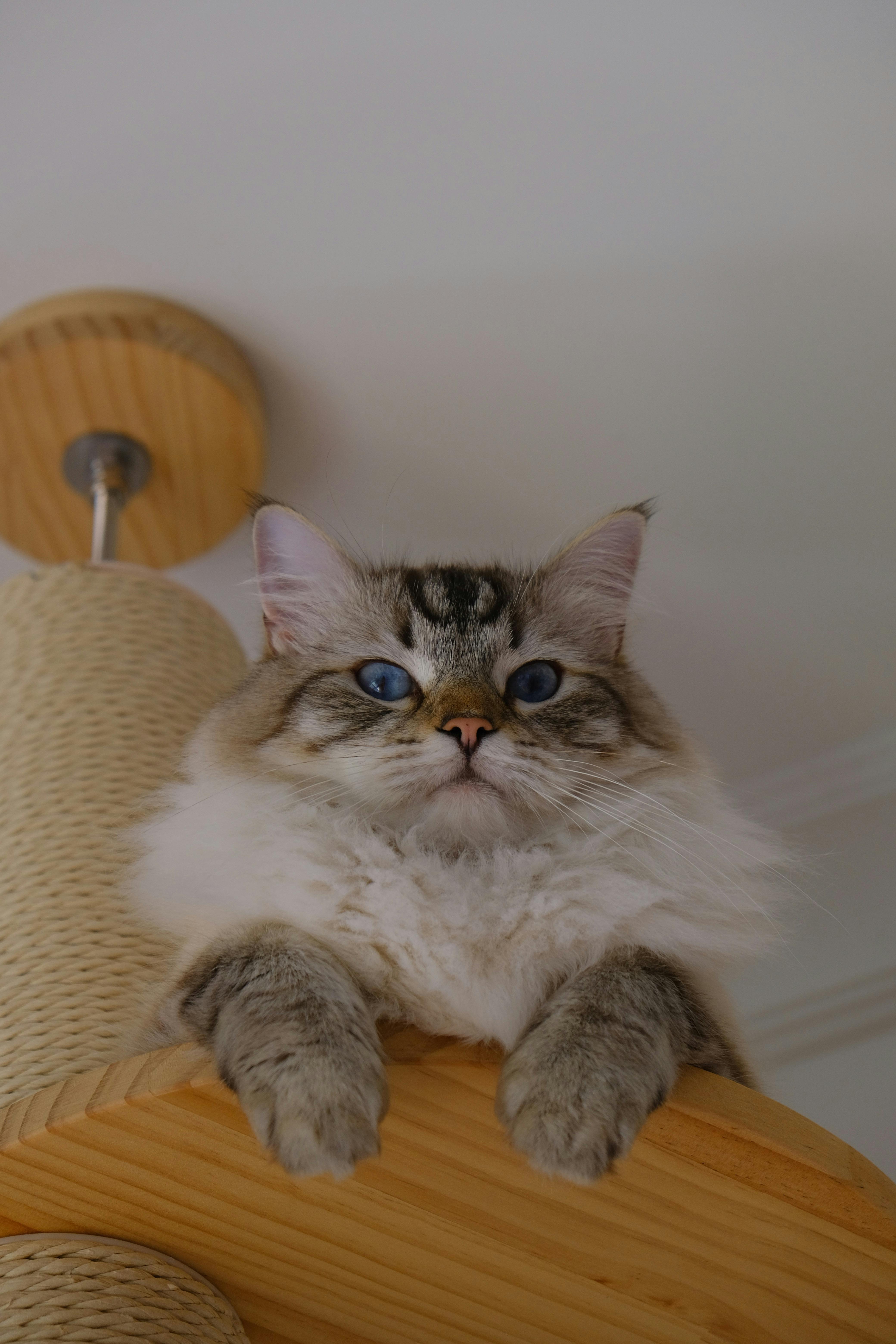 Iphone Shelves Photos, Download The BEST Free Iphone Shelves Stock ...