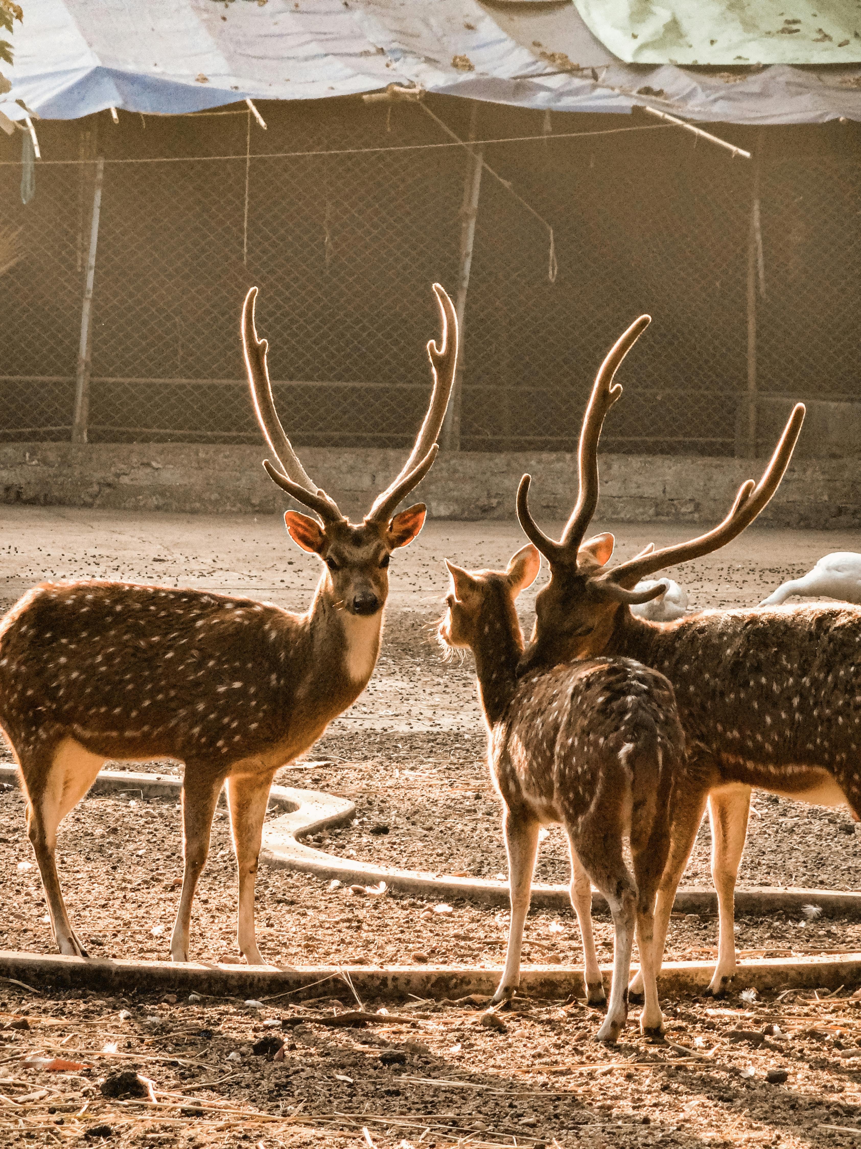 Stag Farm Photos, Download The BEST Free Stag Farm Stock Photos & HD Images