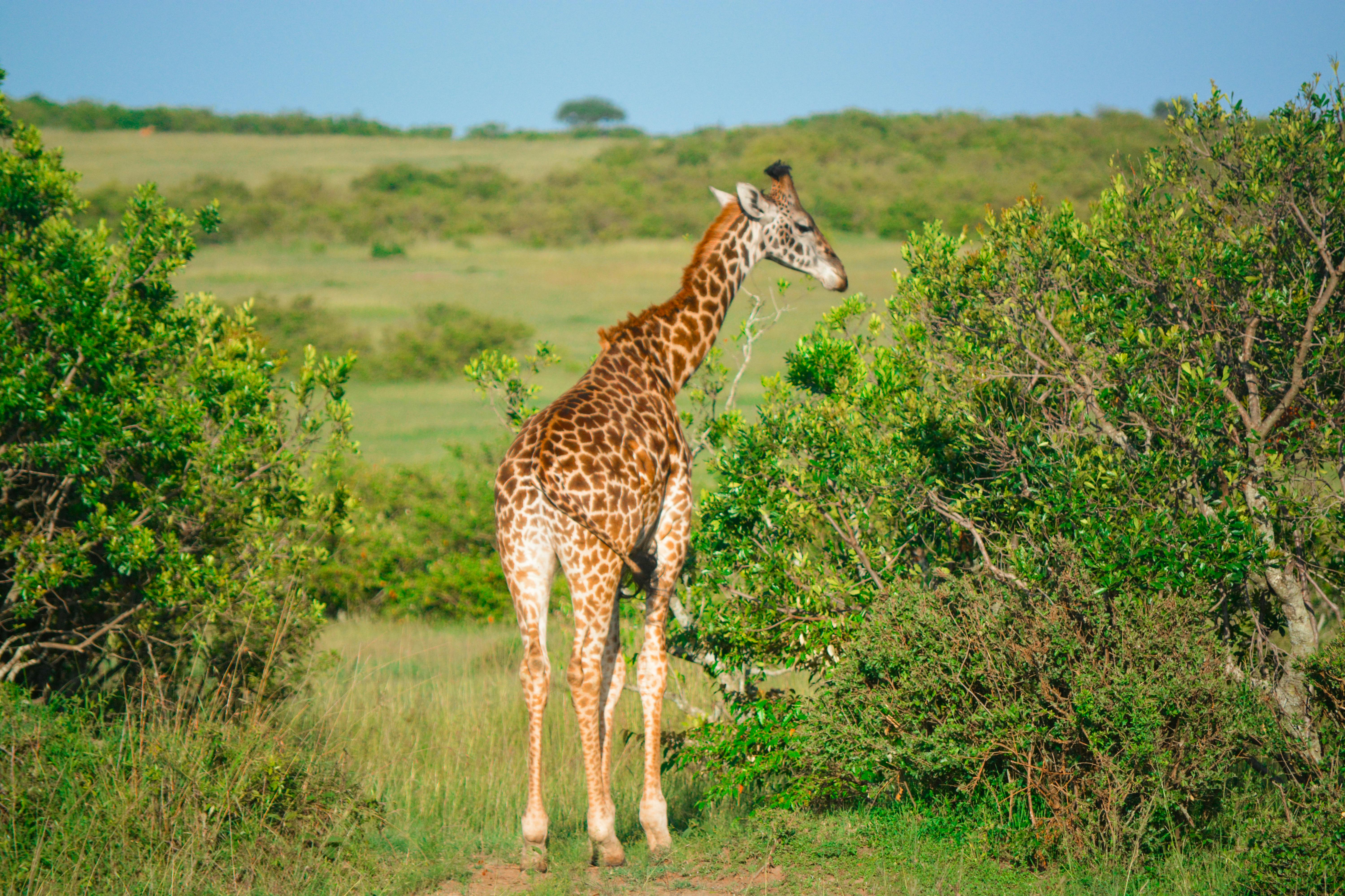 Free stock photo of animal photography, giraffe, Kenya