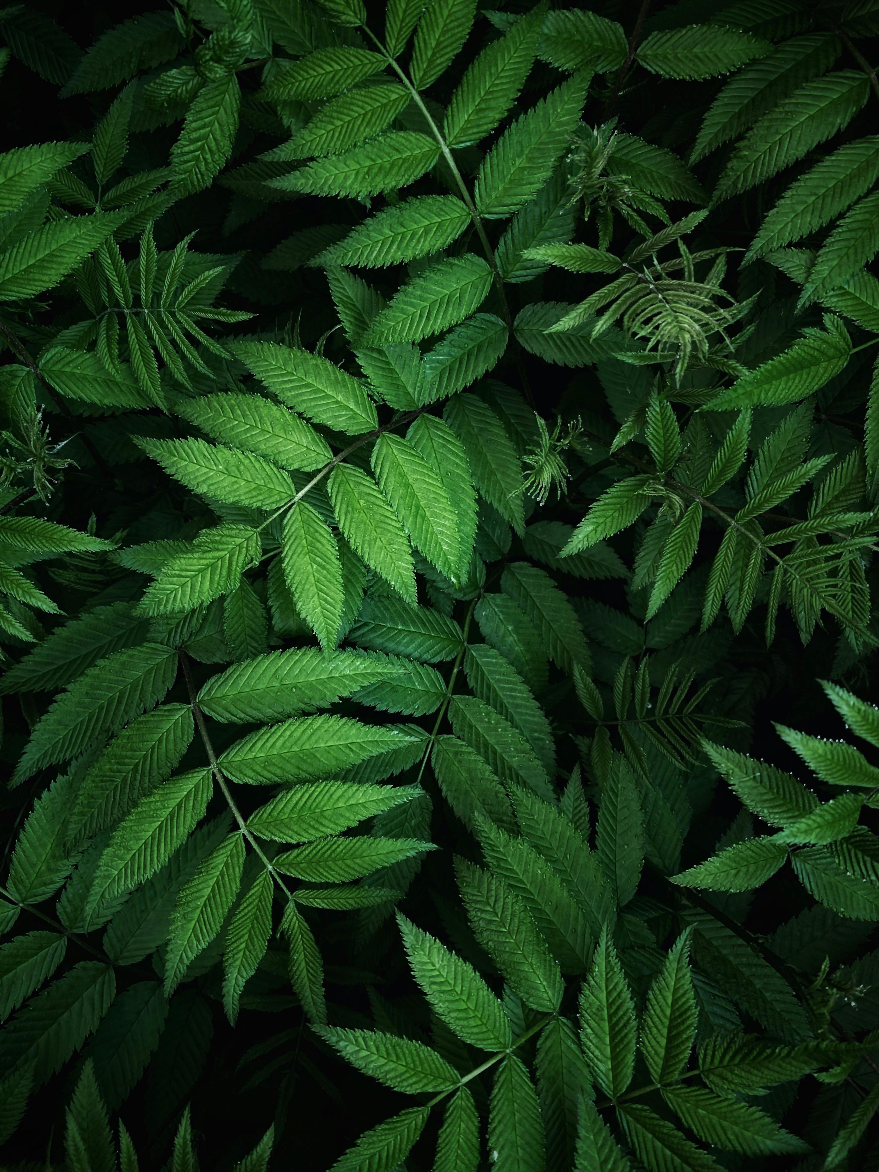 Photography of Leaves · Free Stock Photo