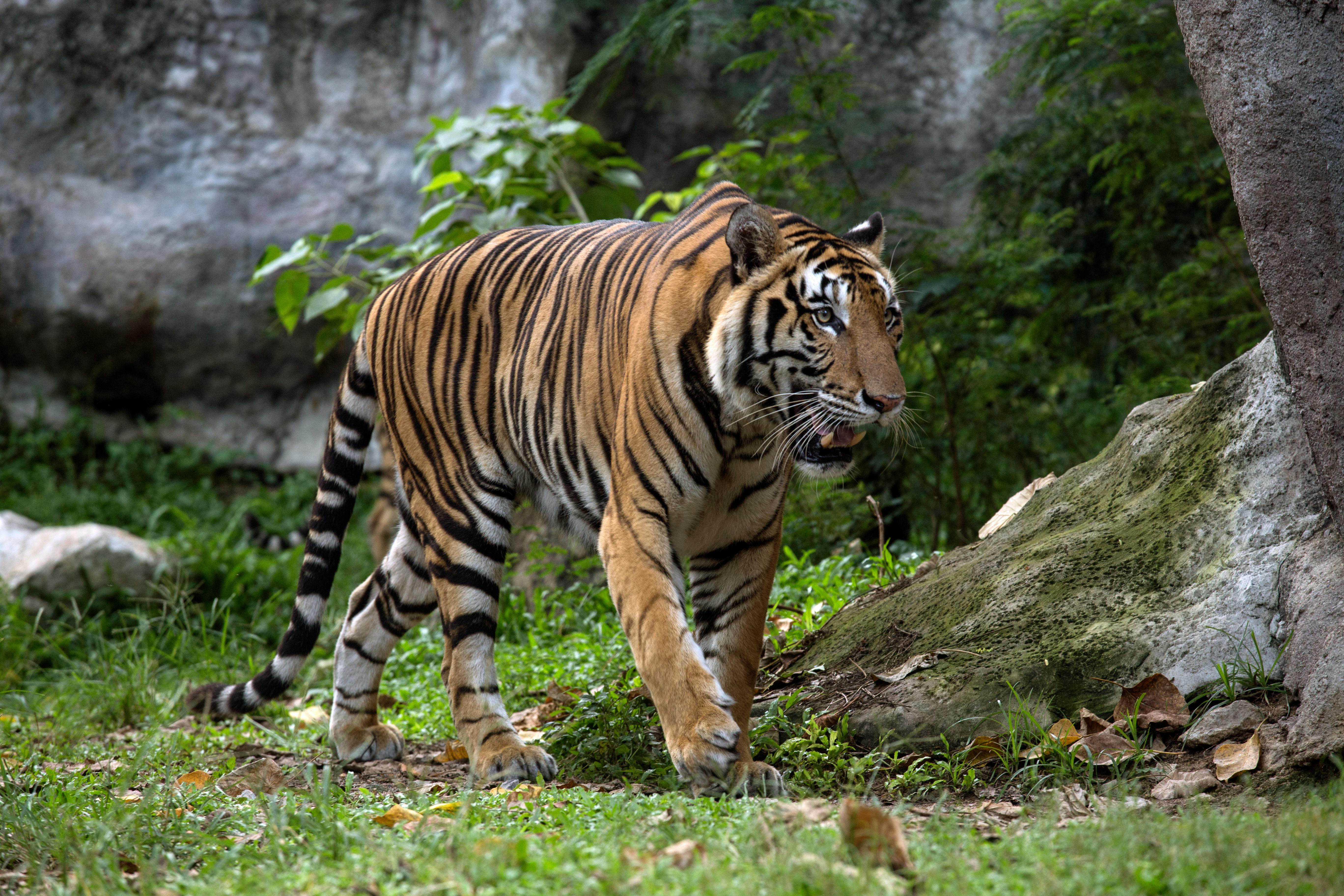A Tiger in a Zoo · Free Stock Photo