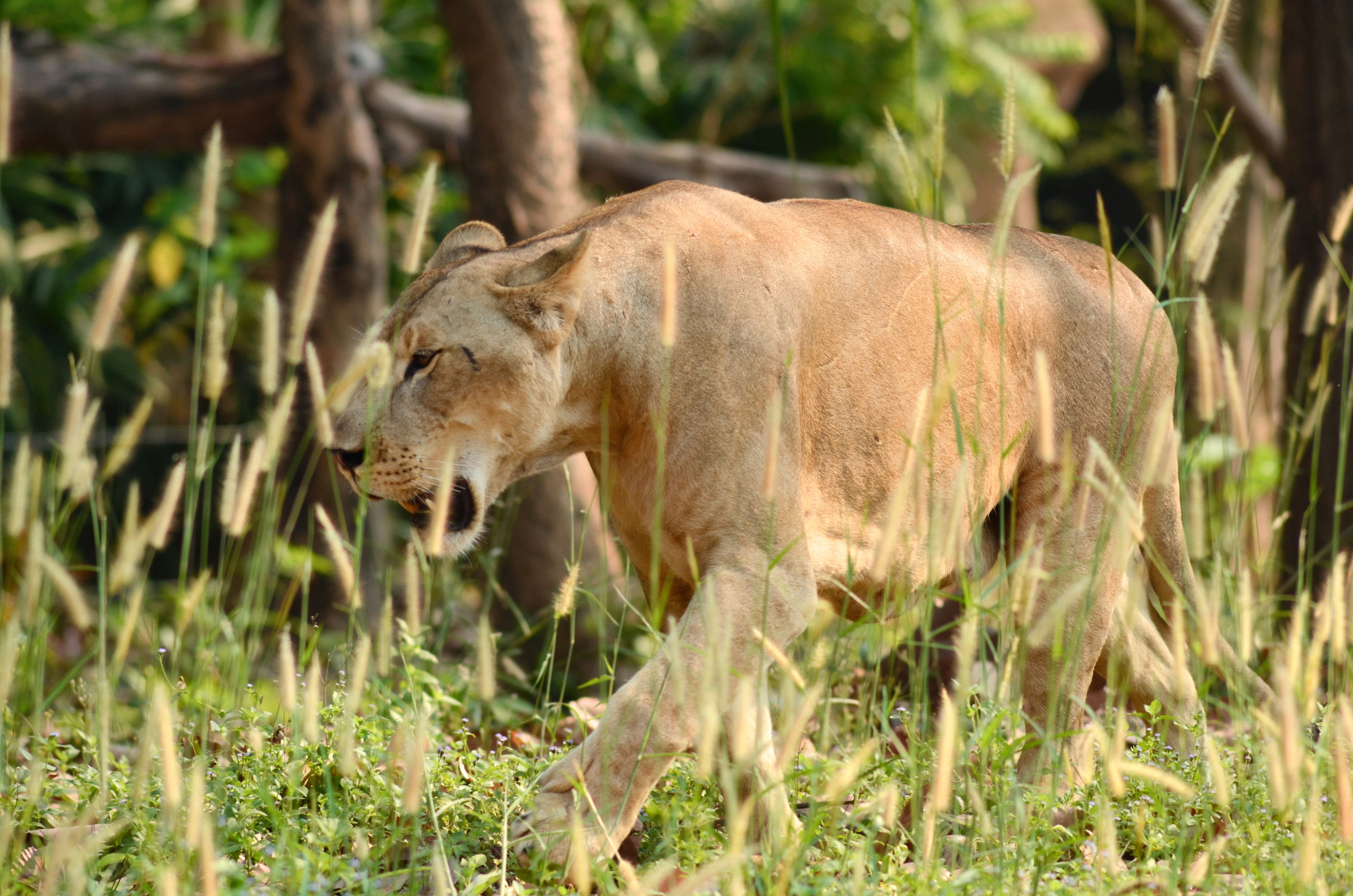 Lioness Resting Above Gray Rock · Free Stock Photo
