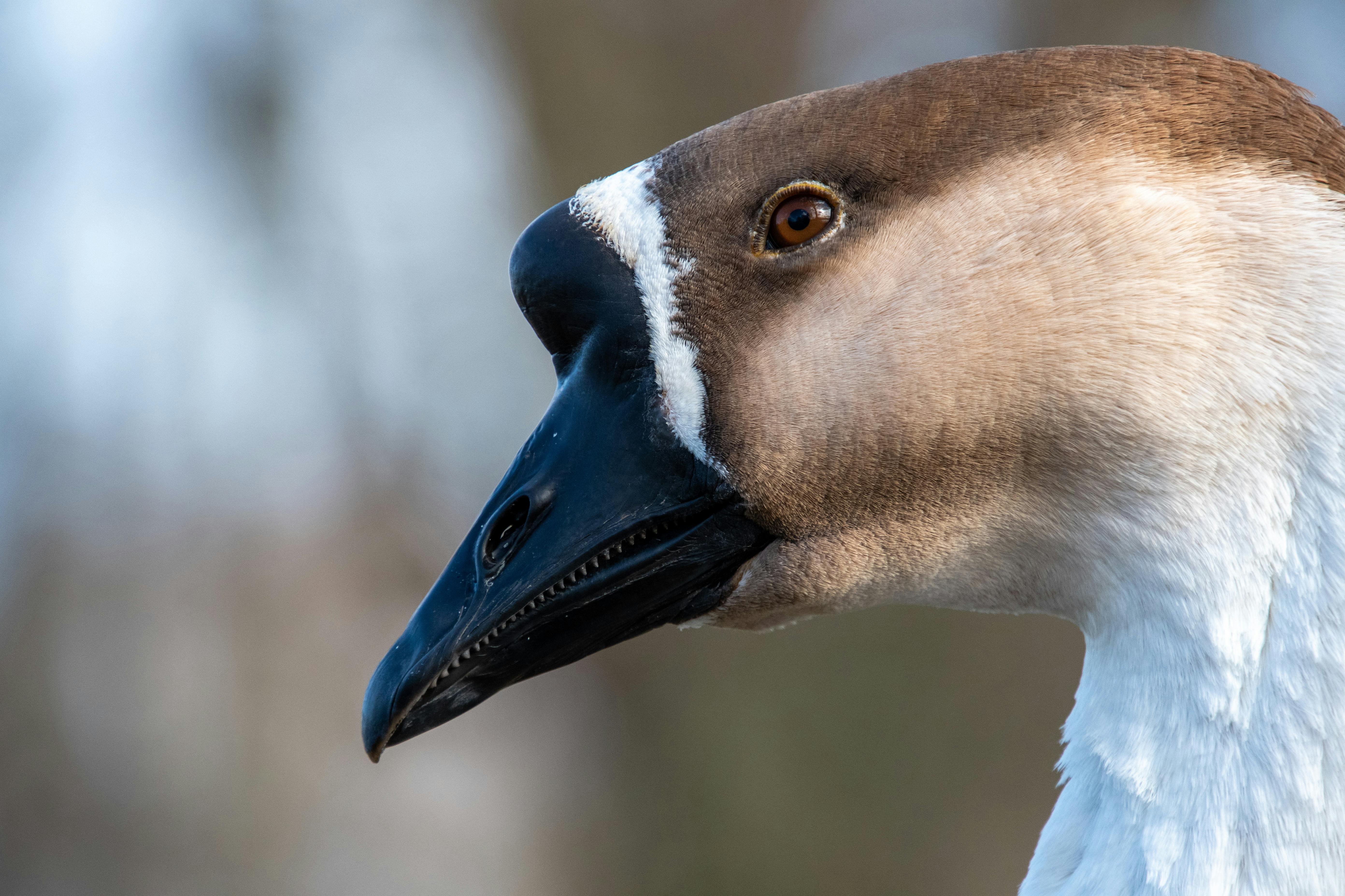 White Goose Standing Beside Concrete Bench Lot · Free Stock Photo